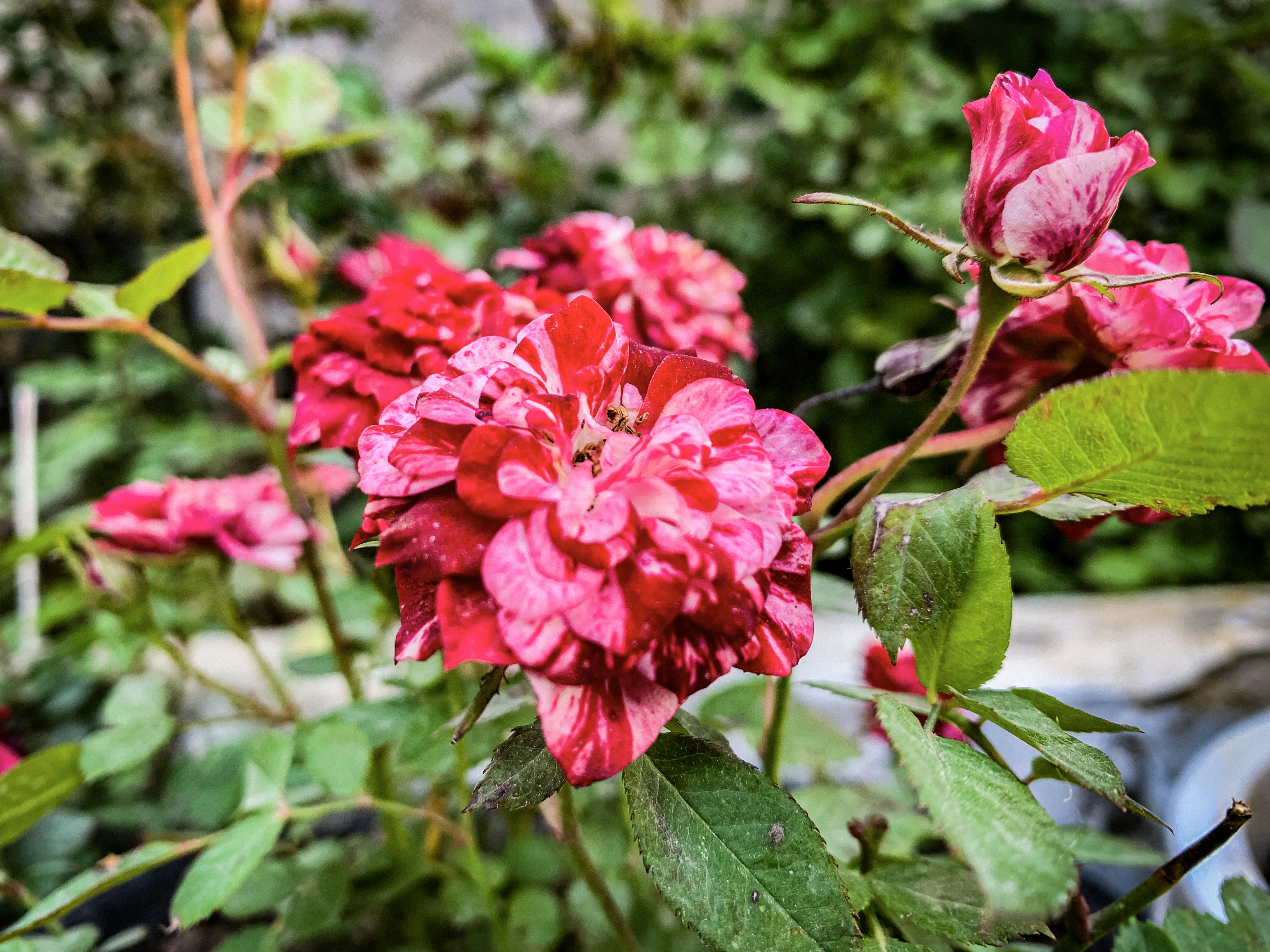 Crimson Rosettes: A Close-Up of Garden Roses in Bloom