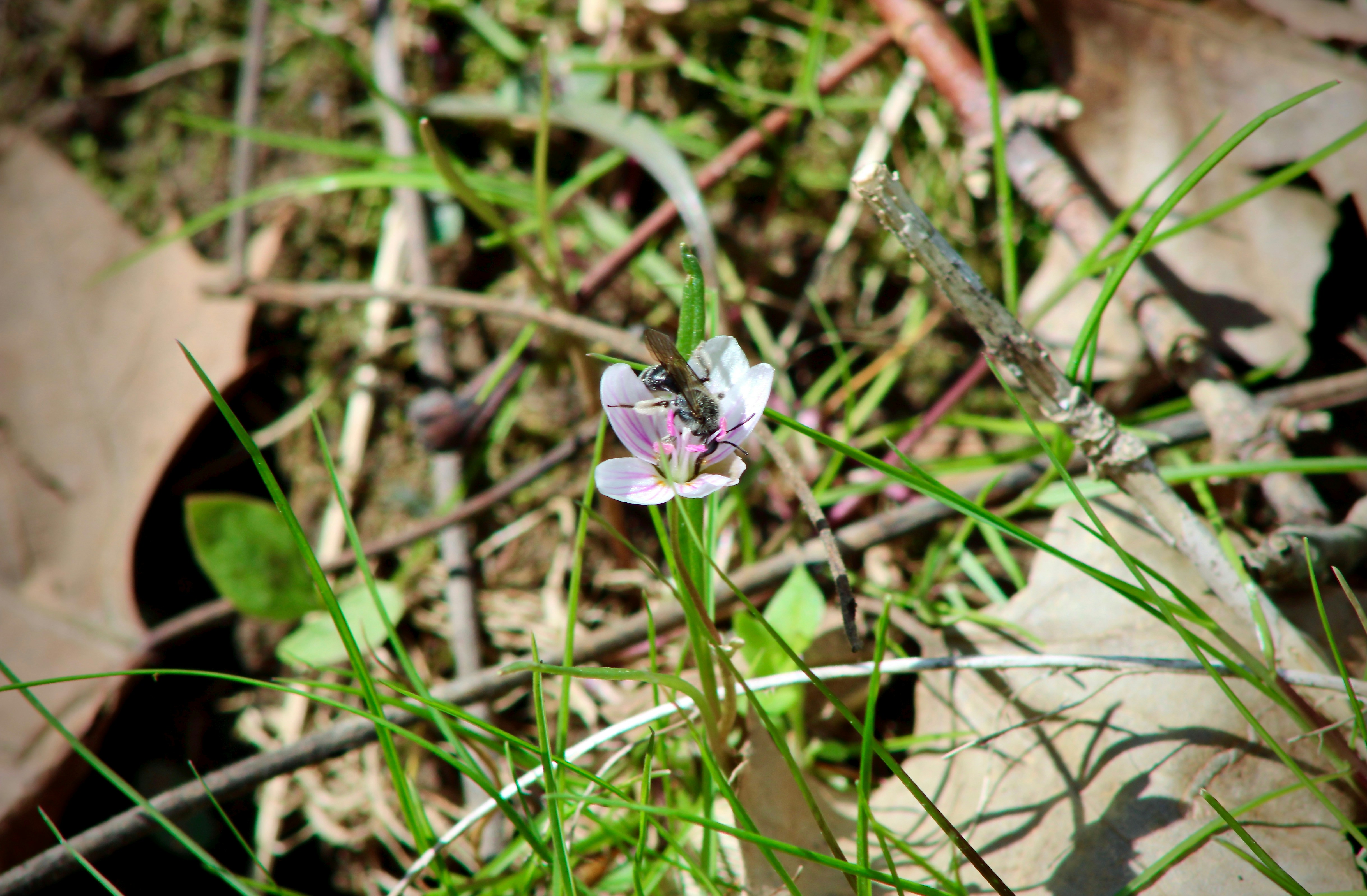 Foto zum Thema Eine kleine weiß-violette Blume, die im Gras sitzt ...