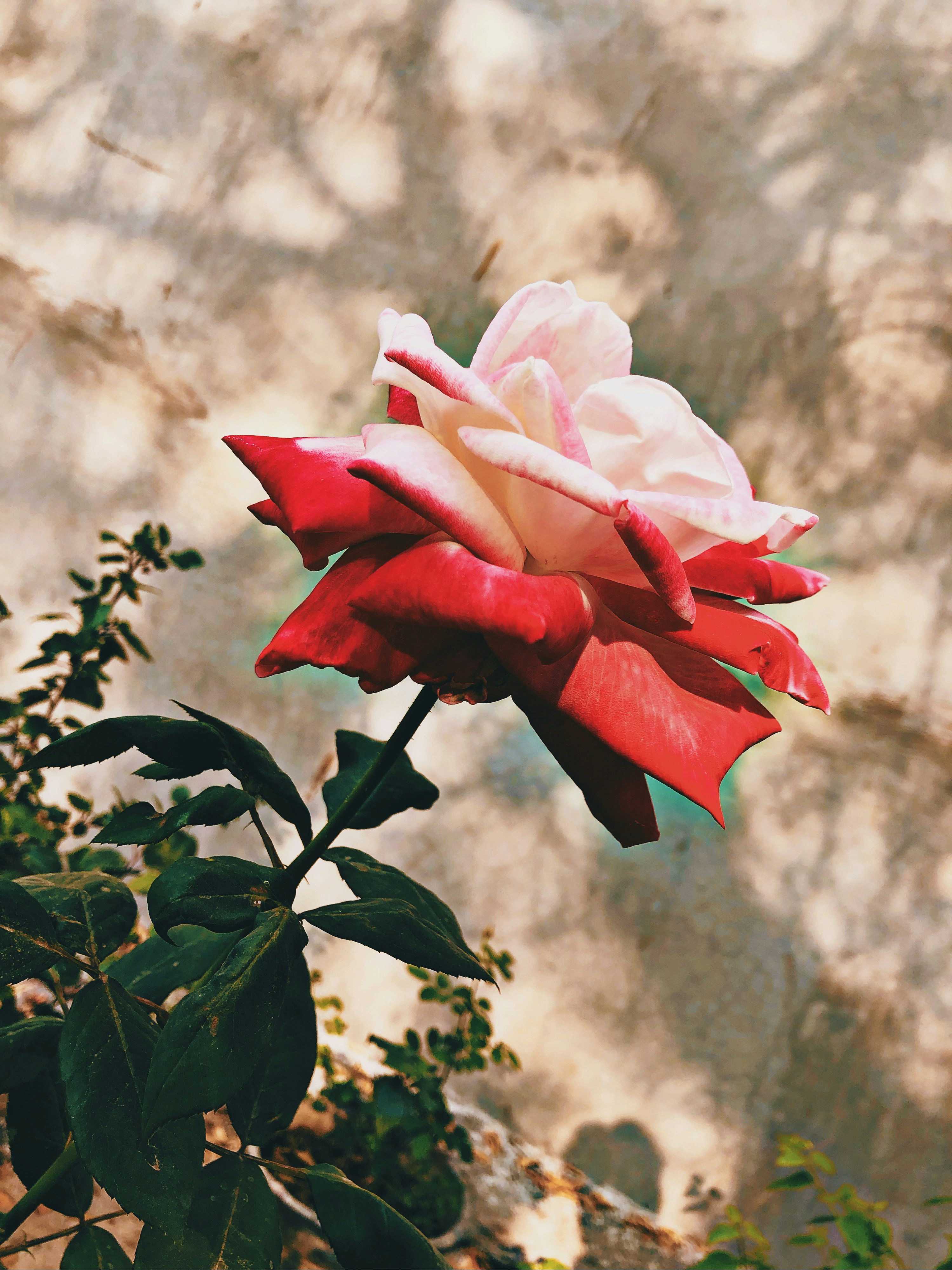 Two-Toned Rose Crown in Soft Backdrop