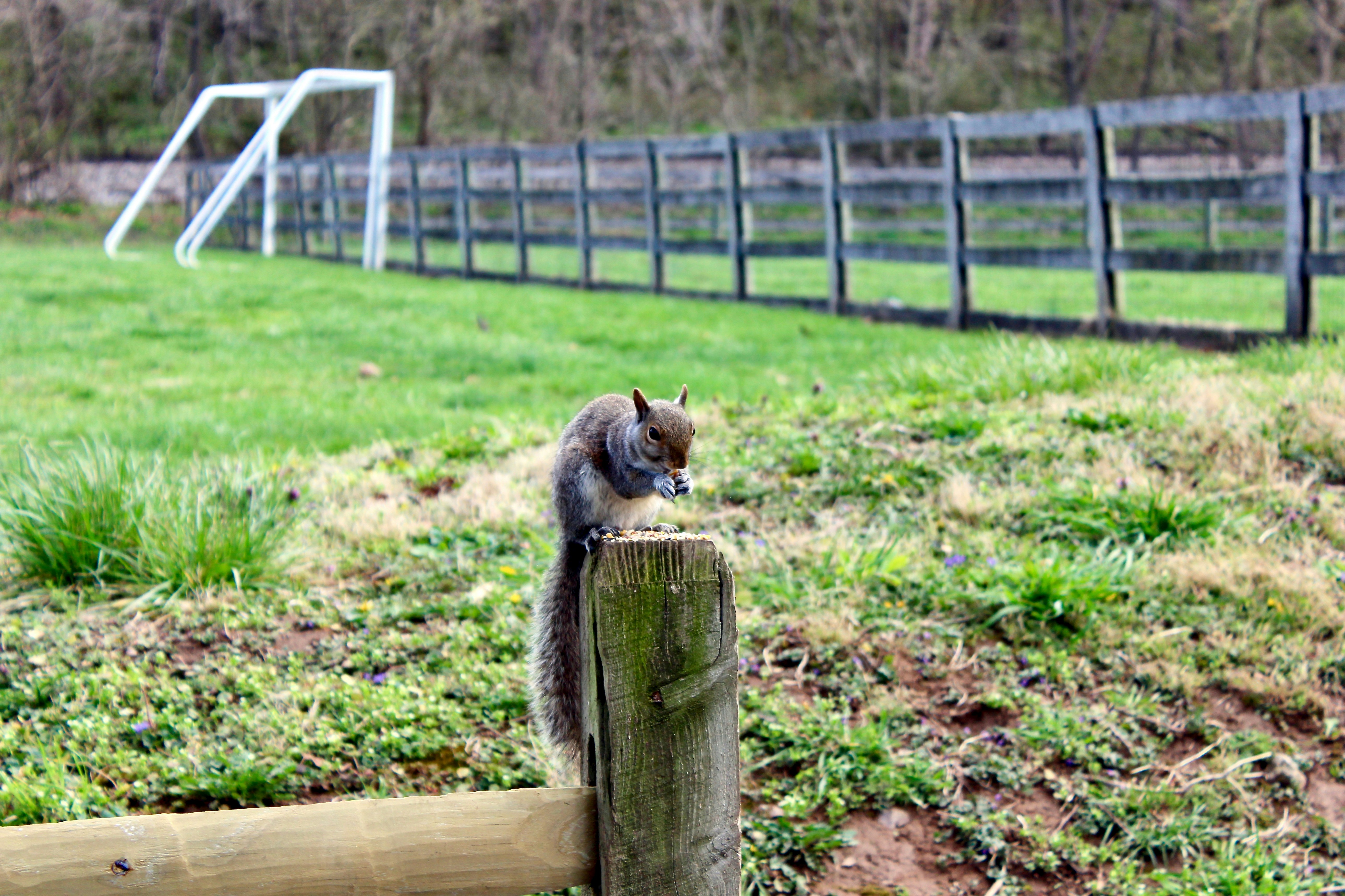 Curious Squirrel perches on Fence Post in Sunlit Pasture