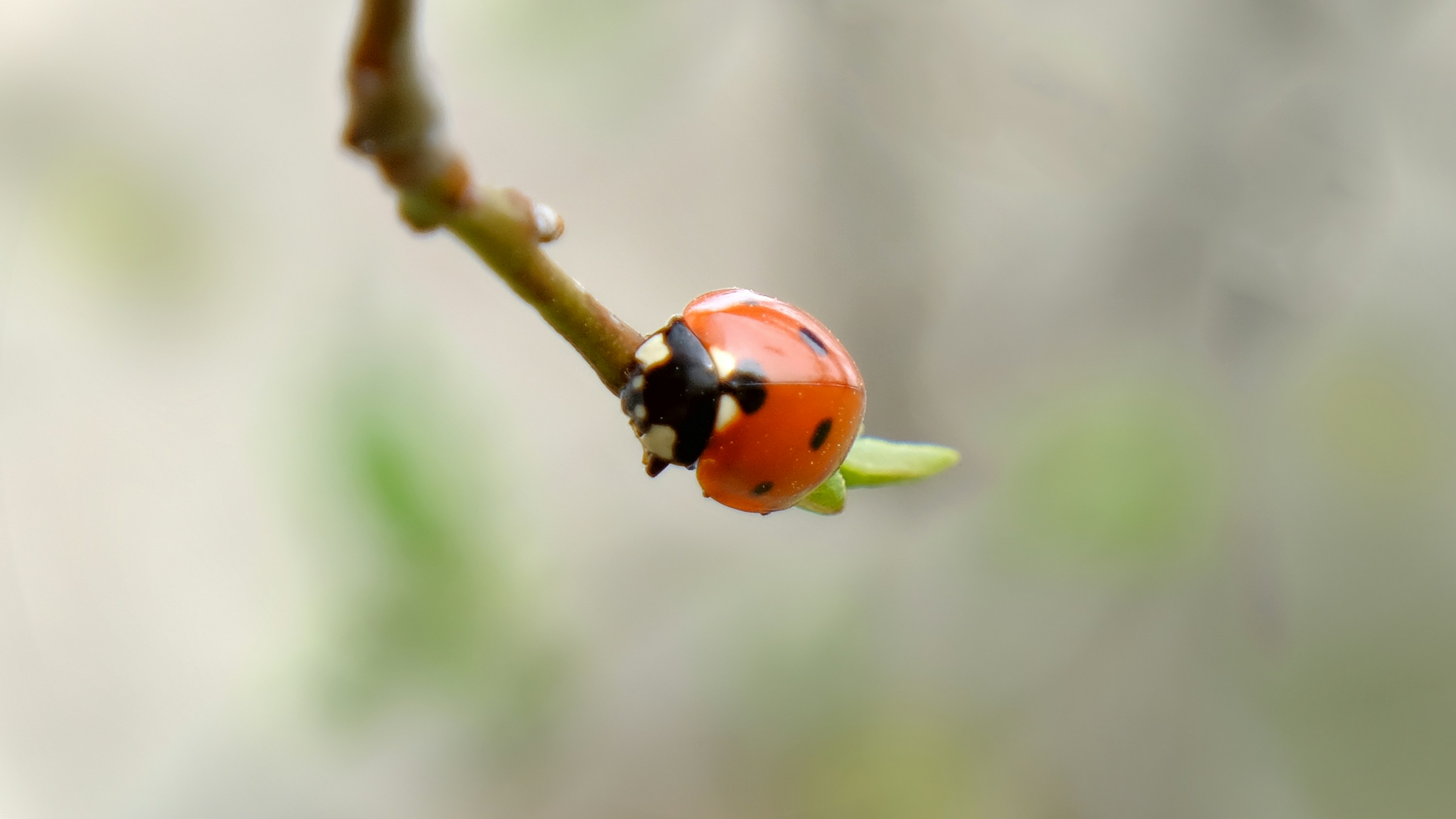 Close-up of a ladybug resting on a slender twig with budding leaves. The delicate details of the insect highlight its vibrant colors and intricate patterns.