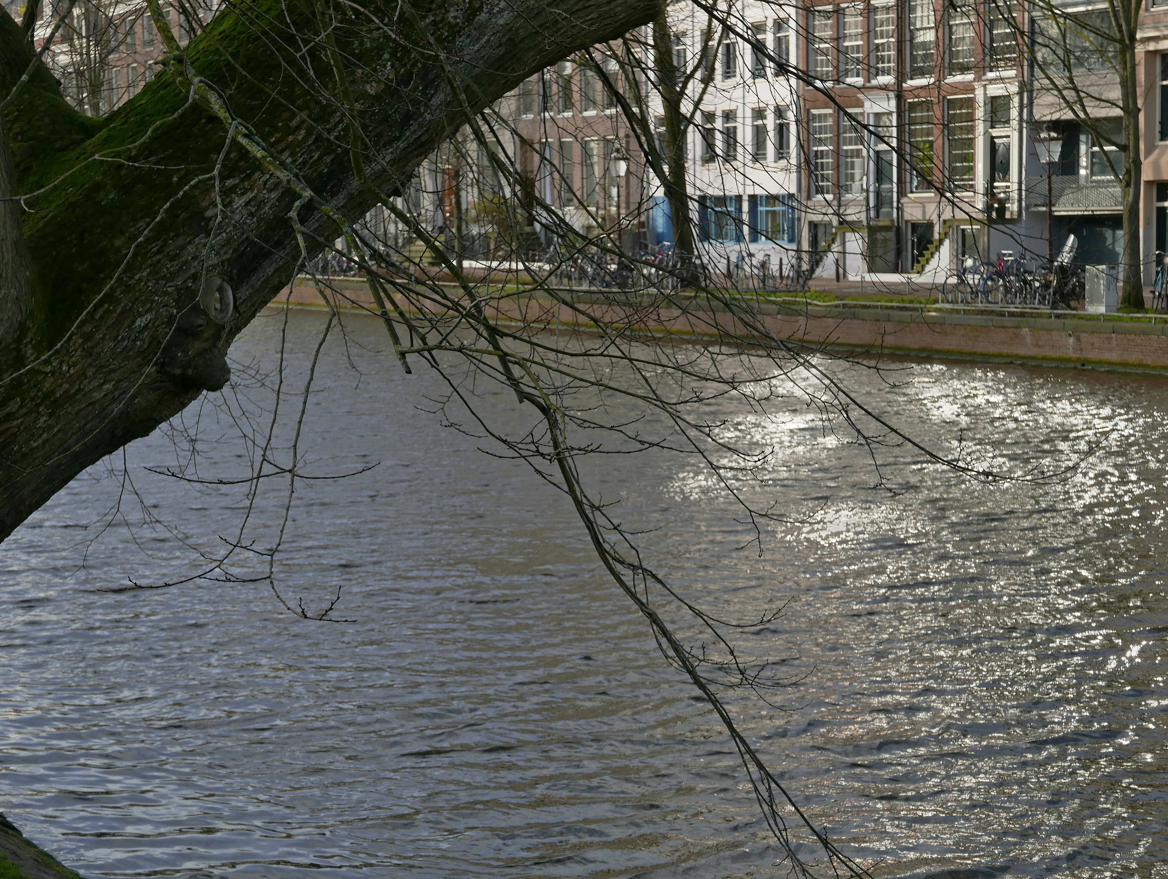 Branching tree over tranquil canal reflecting nearby historic buildings and bicycles parked along the bank.