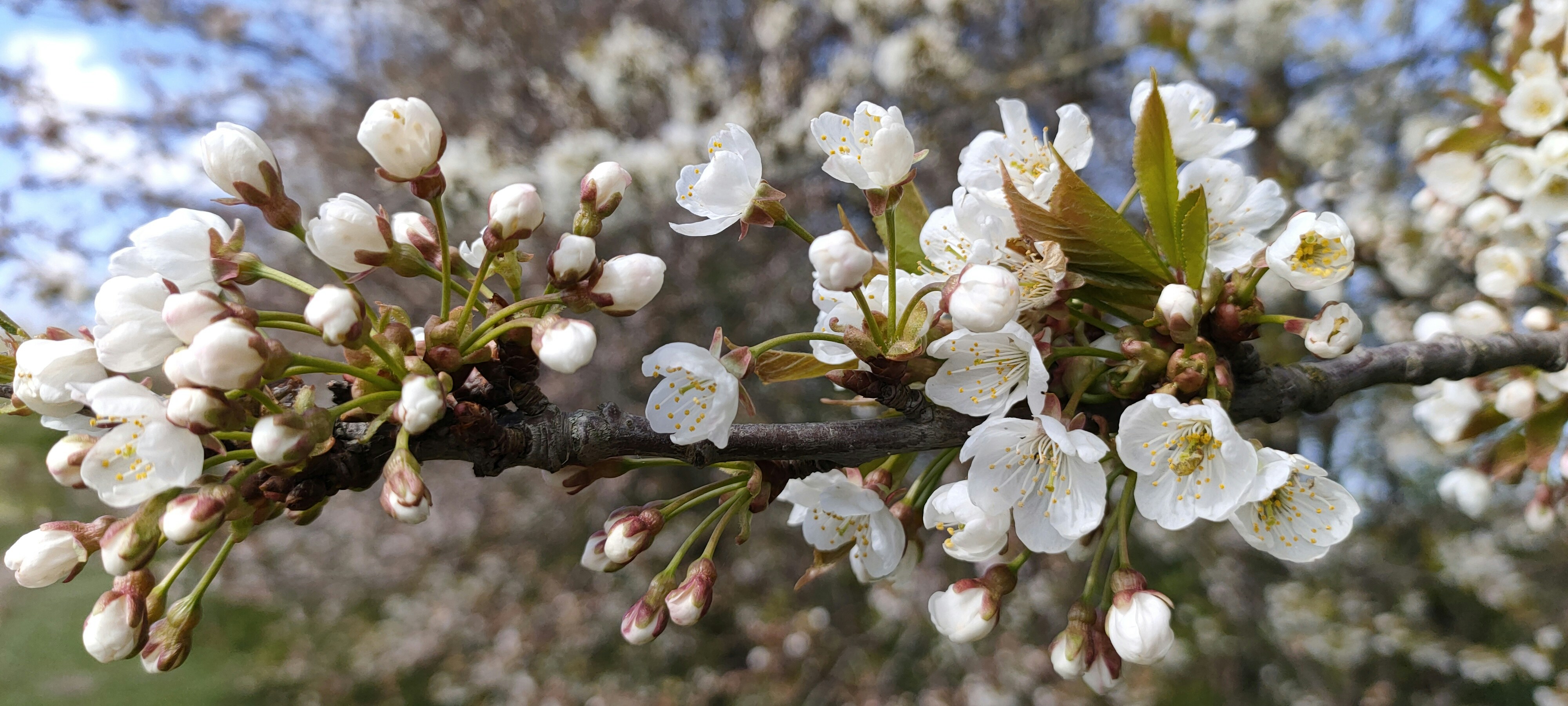 Blossoms in Springtime Symphony