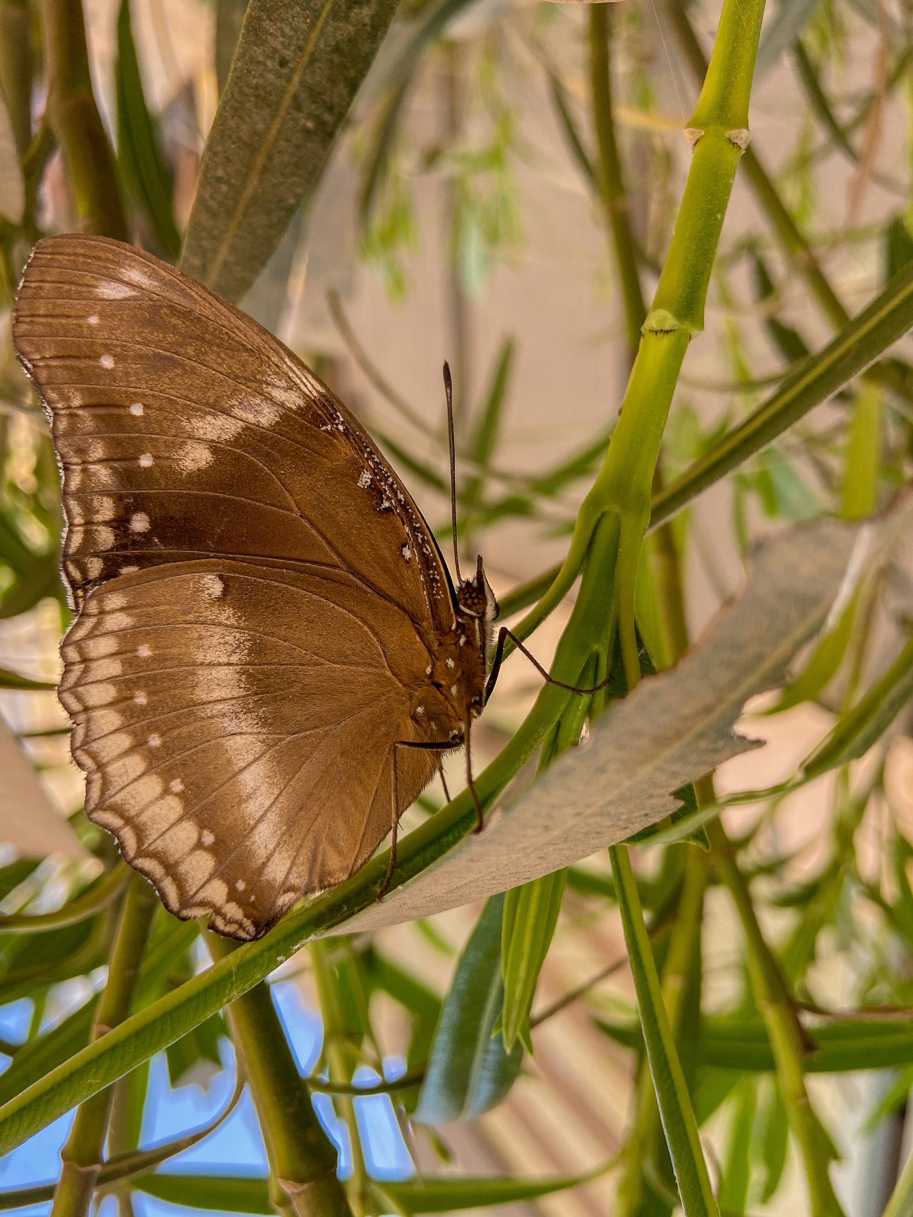 Whispering Brown Wings on Green Tendrils