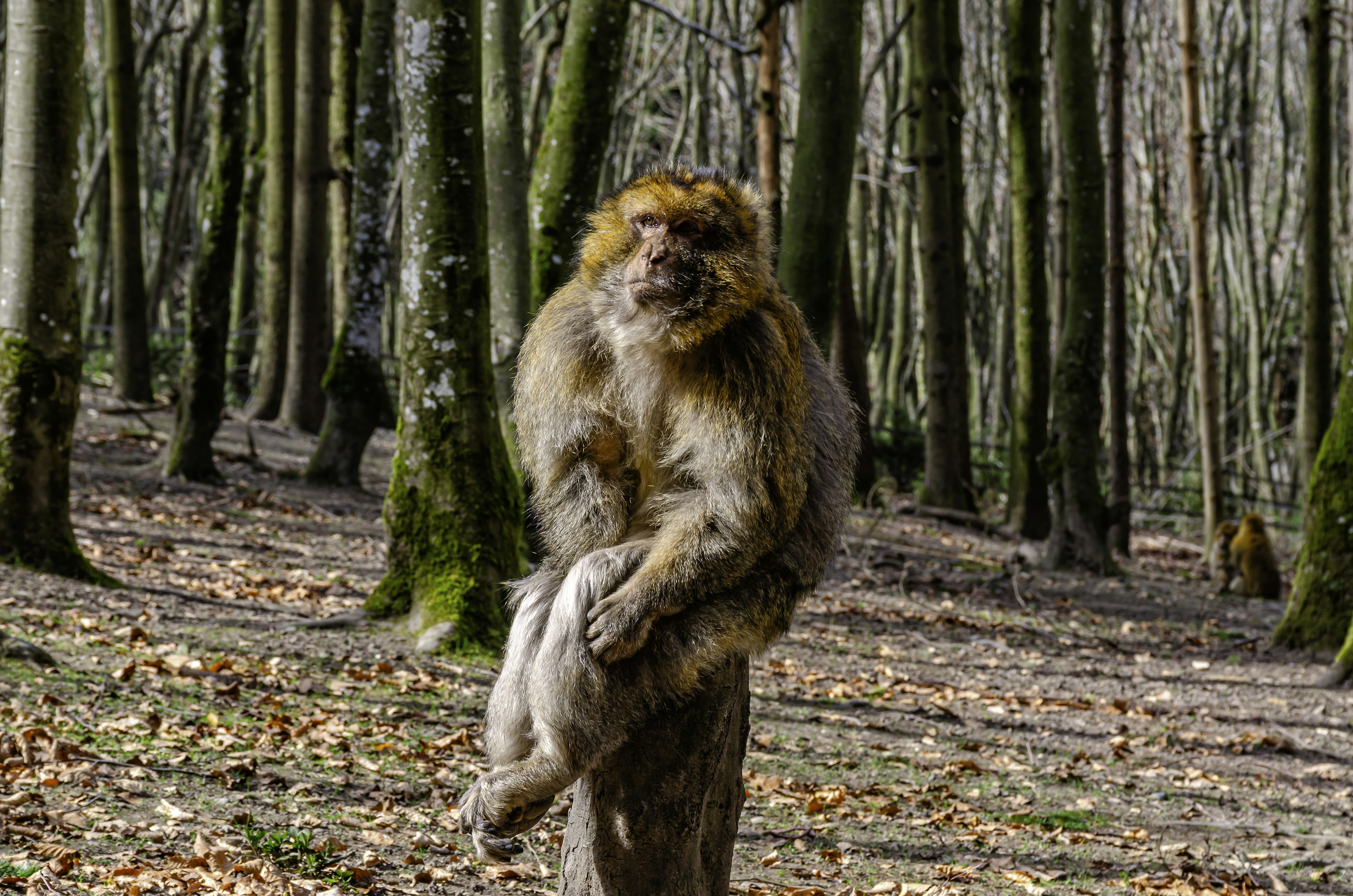 A monkey standing on a tree stump in a forest photo – Free Affenberg ...