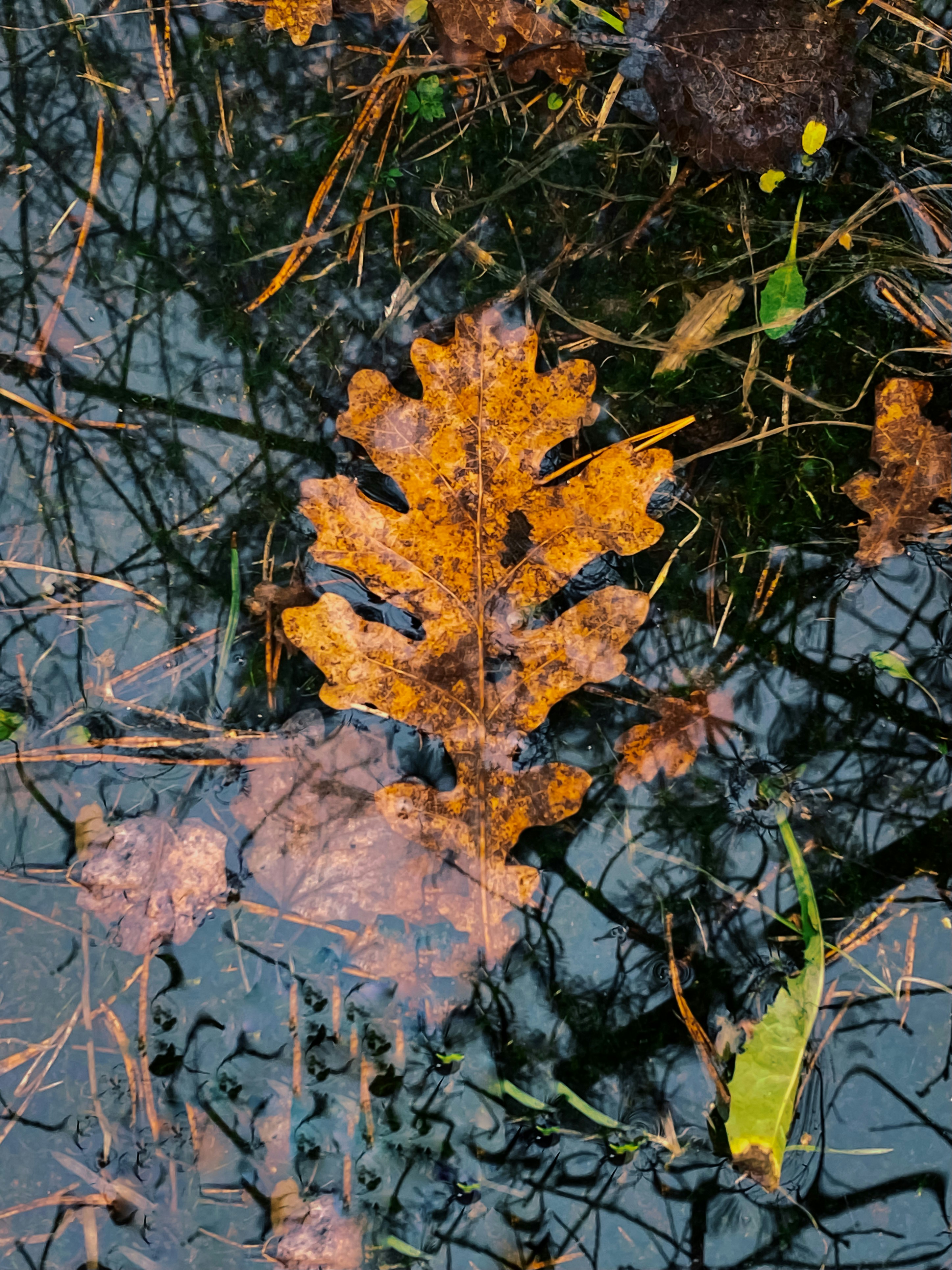 Amber Oak Leaf Adrift on a Quiet Water Mirror