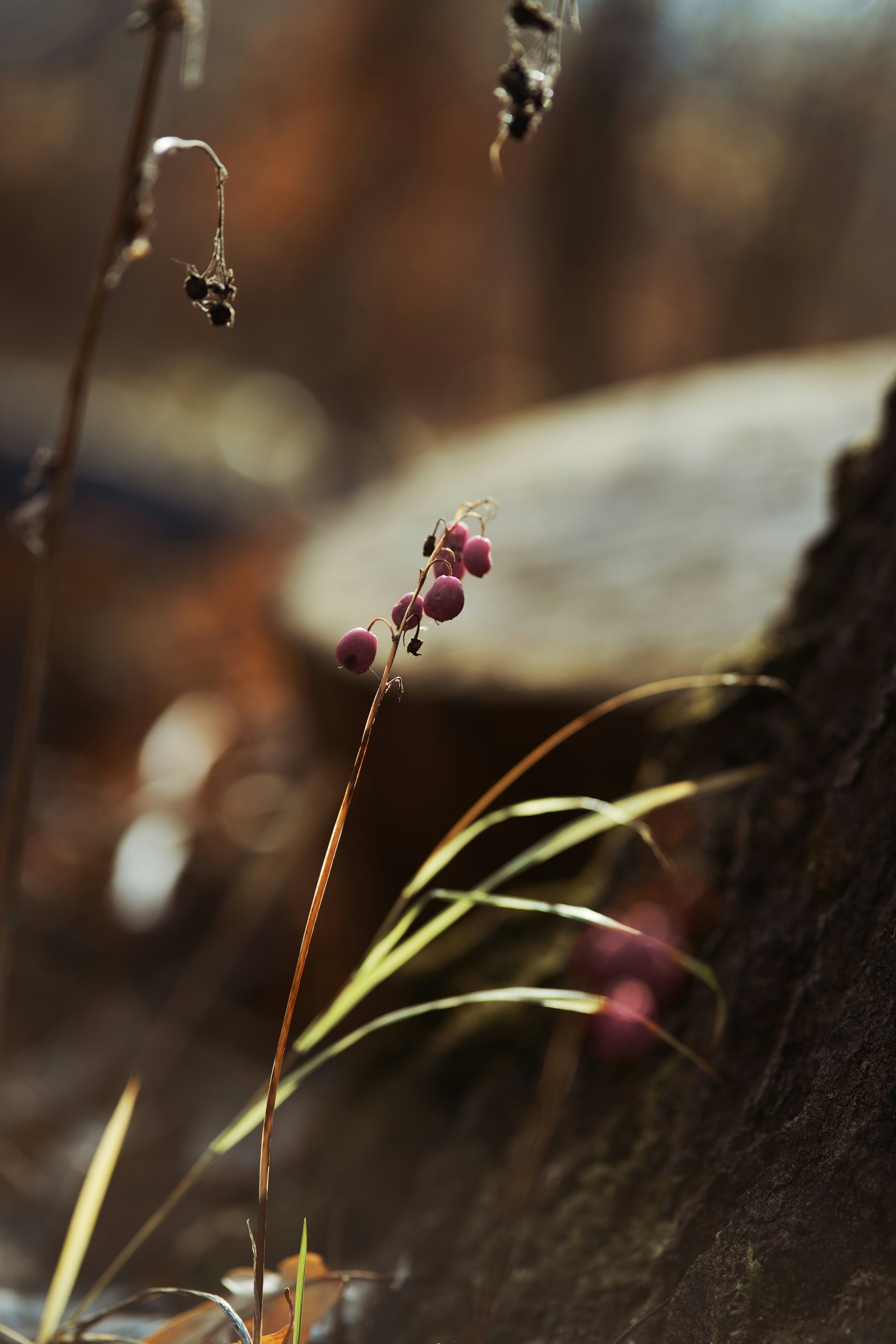 a plant with small pink flowers growing out of it