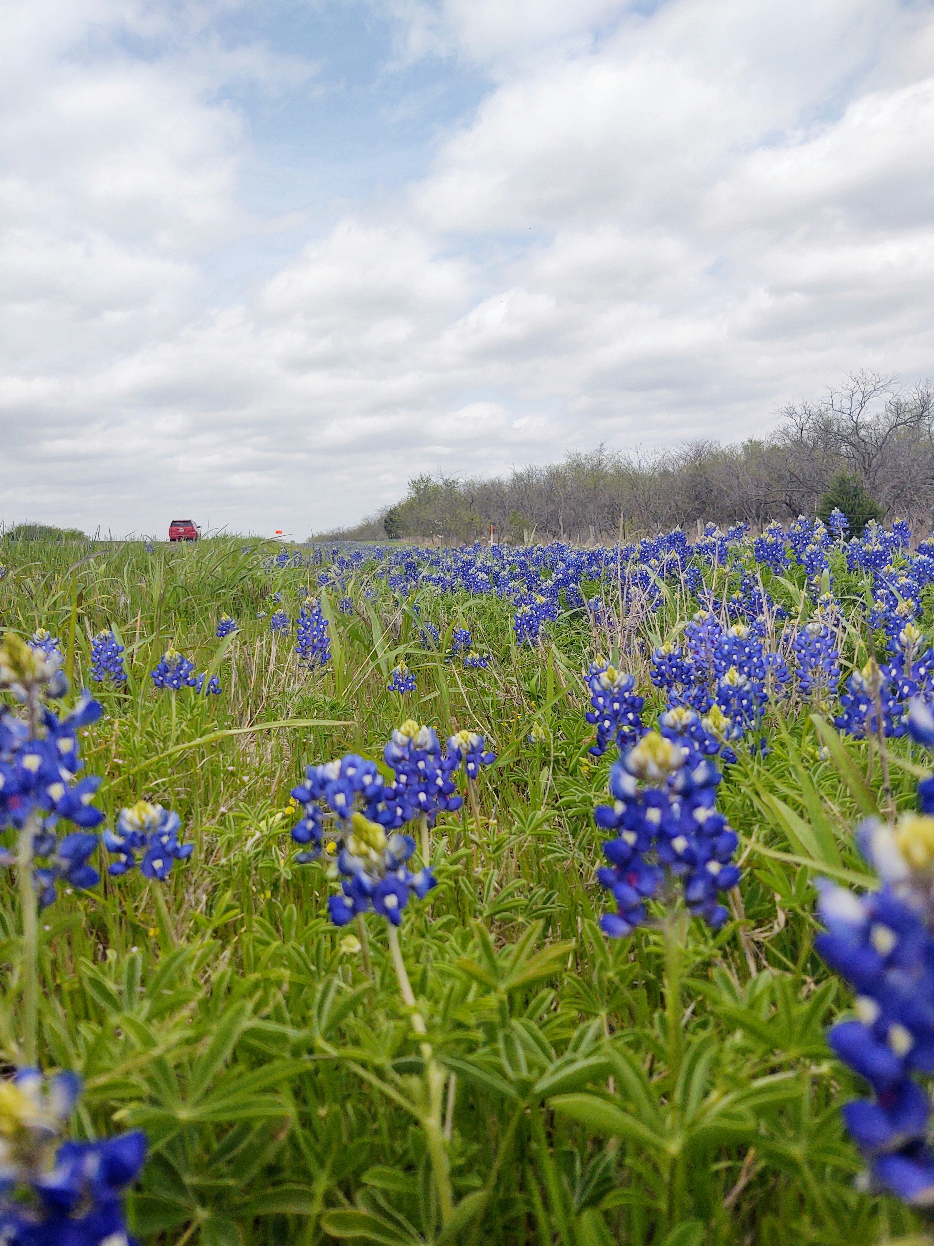 Red Car on the Horizon Among Indigo Bluebonnets