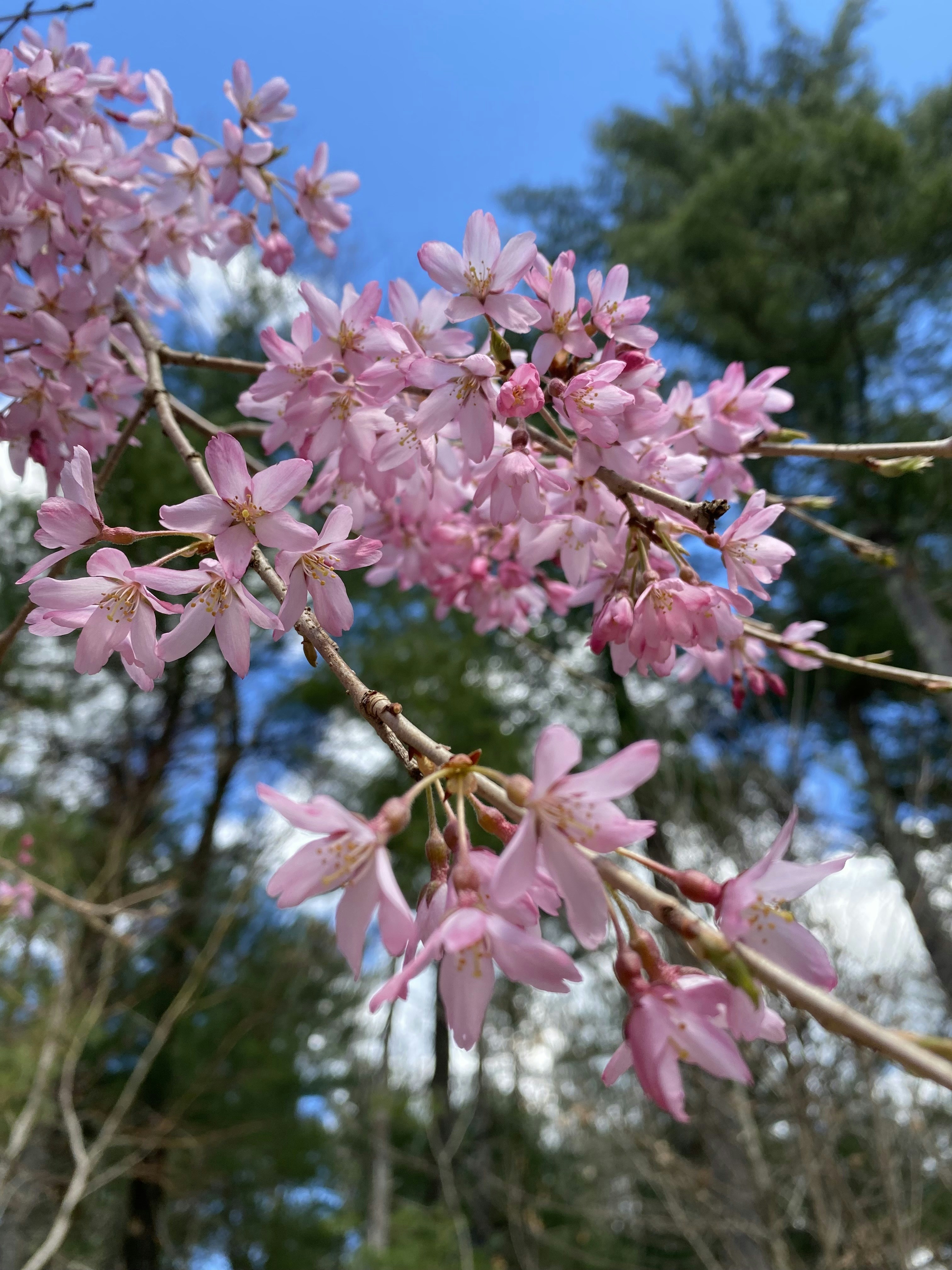 Spring's Pink Constellation: Close-Up of Cherry Blossoms on a Sunlit Branch