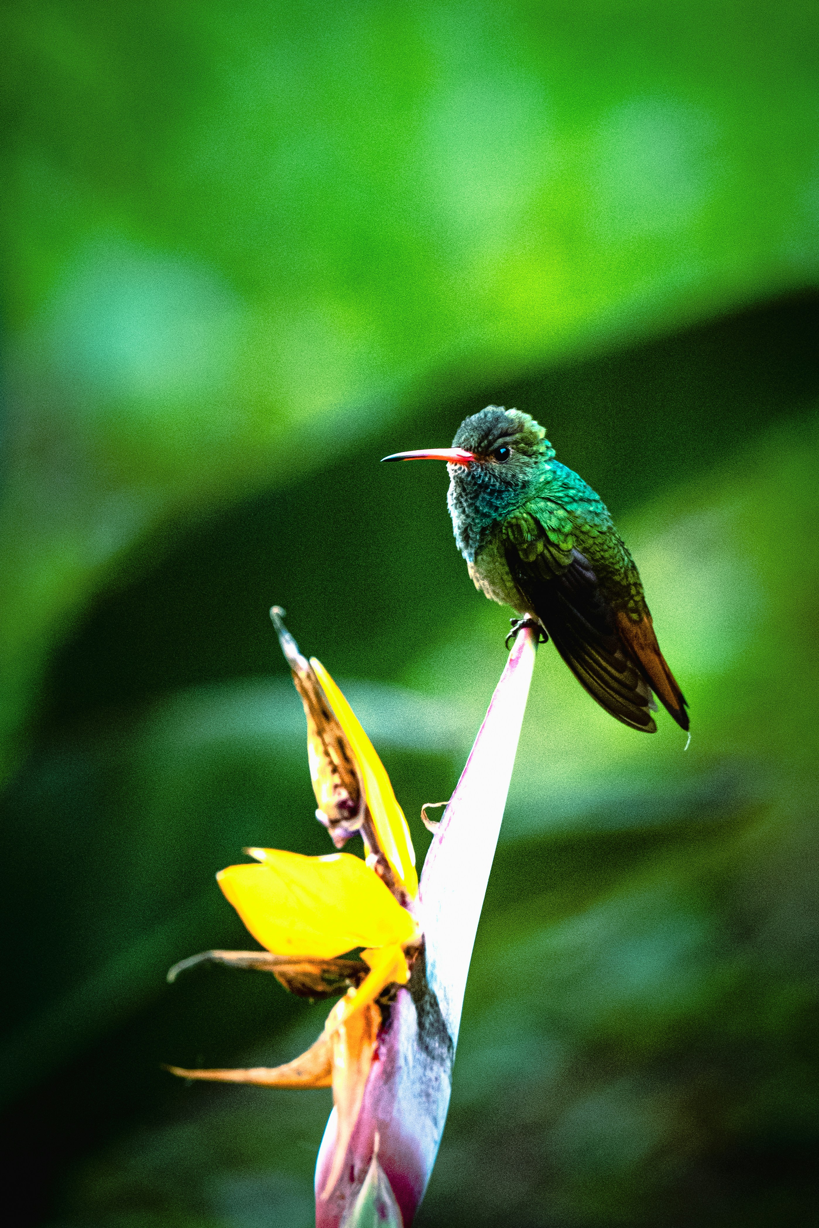 Emerald Hummingbird on a Tropic Bloom, Against Velvet Green