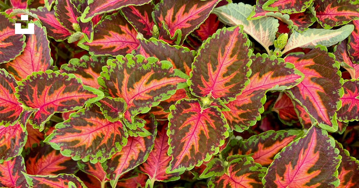 Foto Un Primer Plano De Una Planta Con Hojas Rojas Y Verdes Imagen