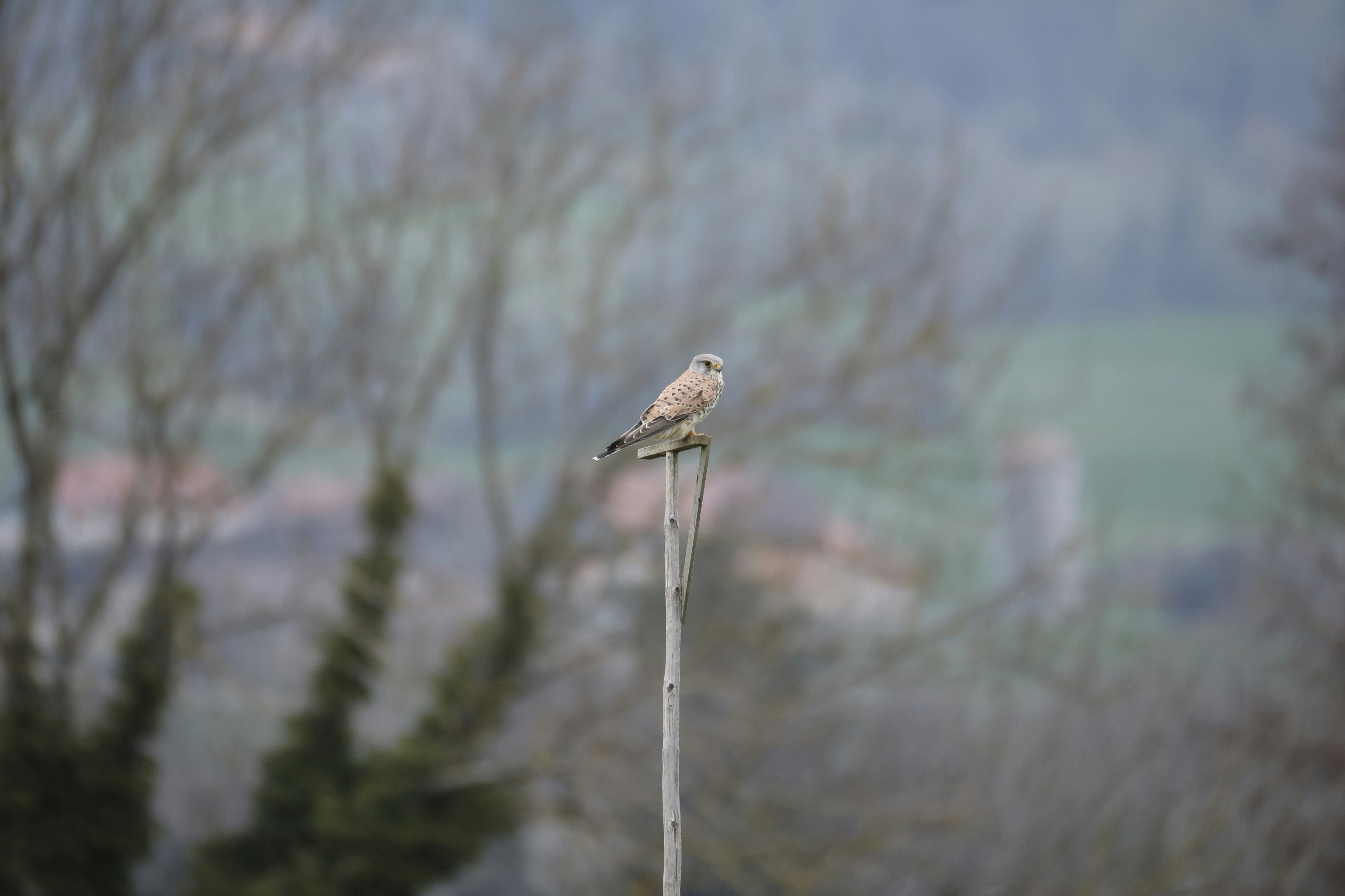 a small bird perched on top of a wooden pole