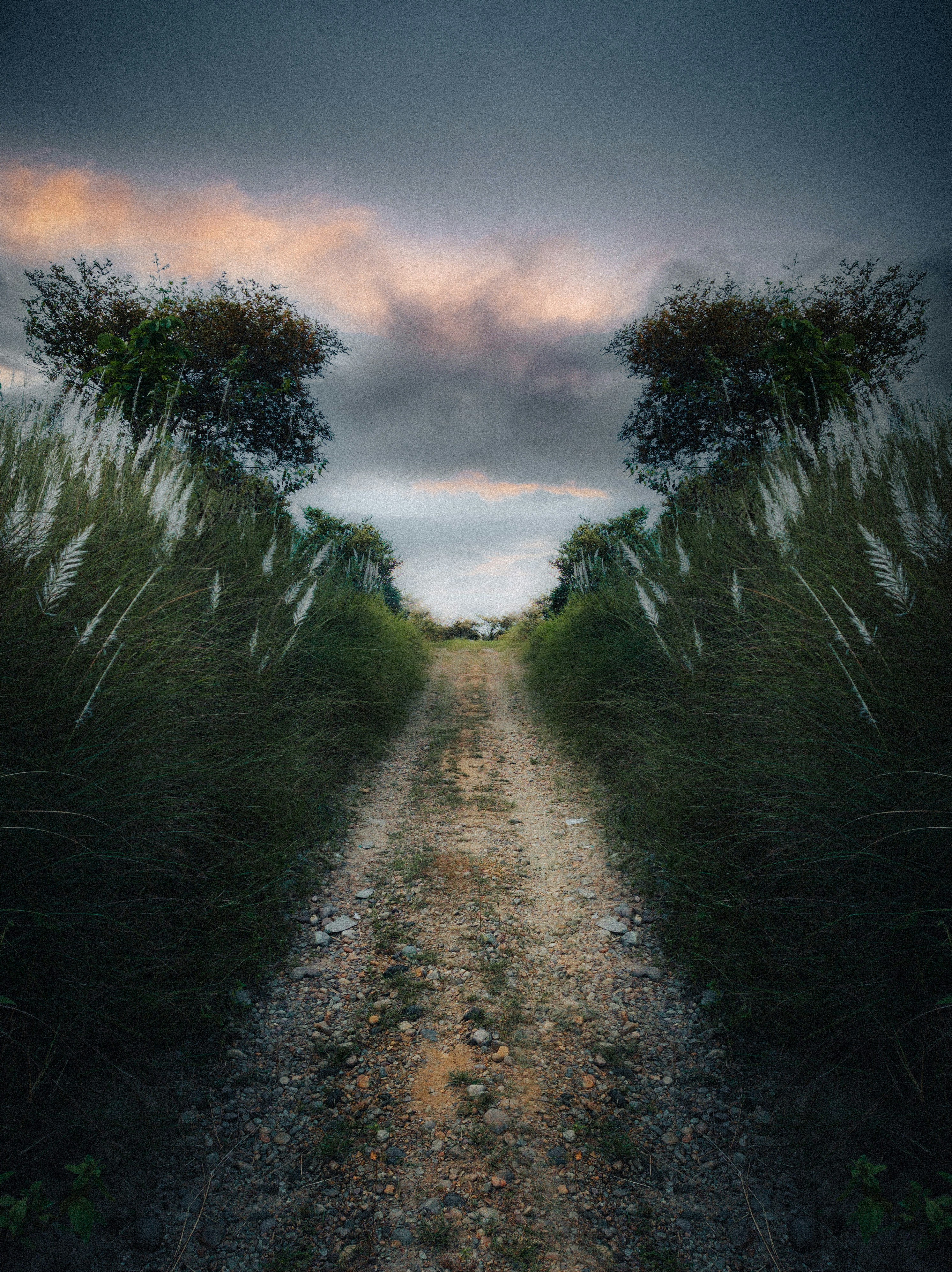 Un camino de tierra rodeado de hierba alta bajo un cielo nublado foto ...