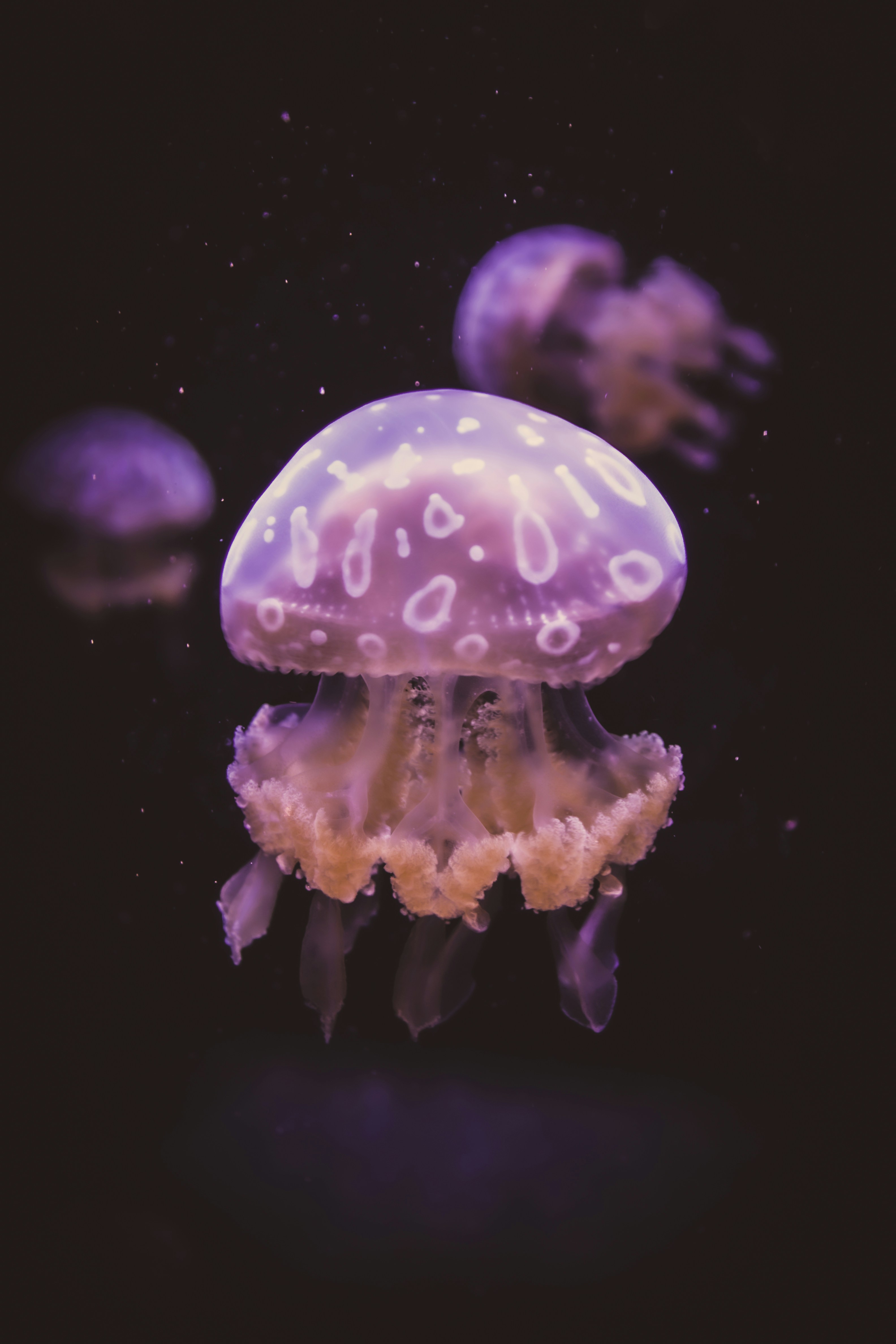 Translucent jellyfish gracefully floating in dark waters, showcasing their delicate tentacles and bioluminescence.