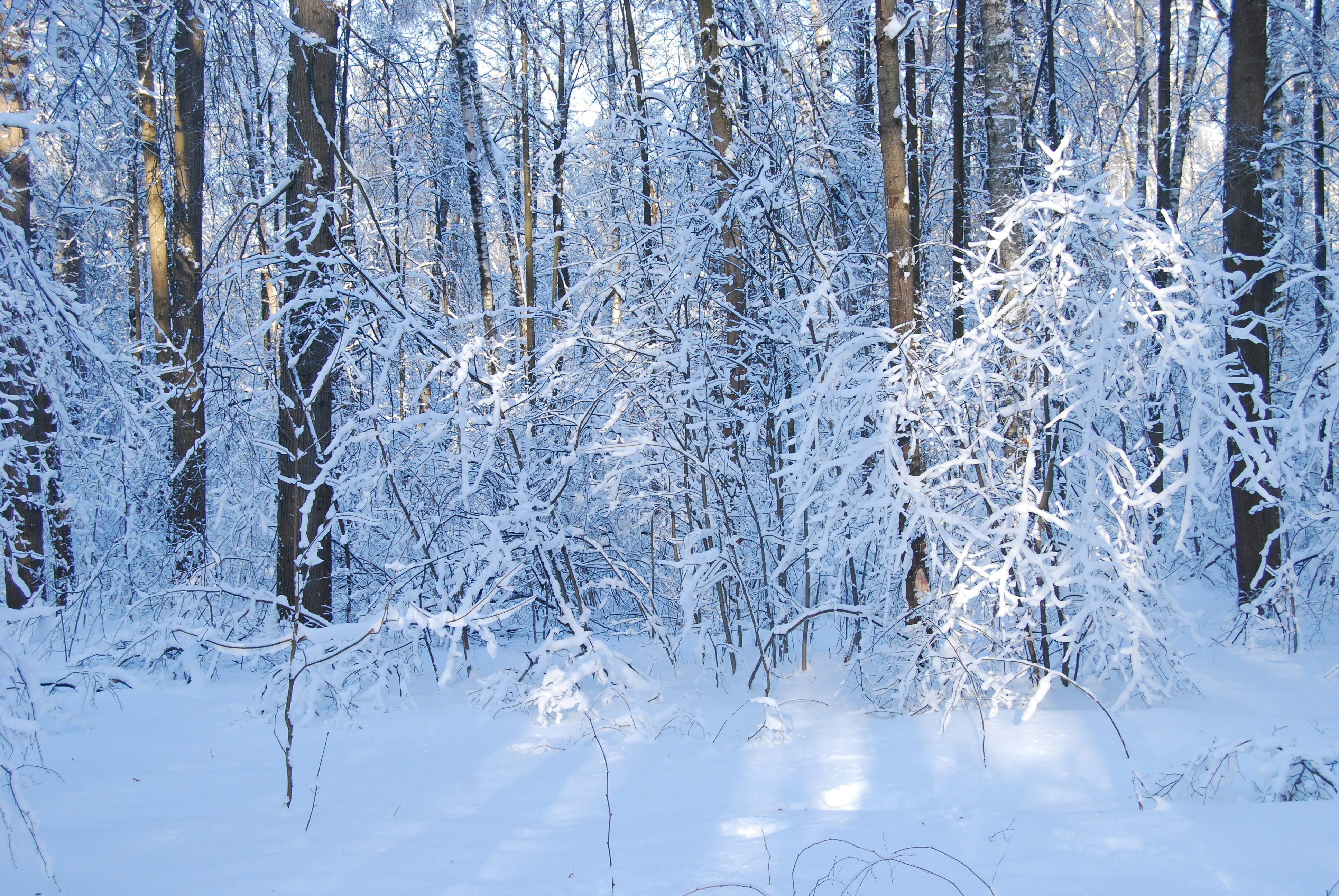 Temperate Deciduous Forest Winter