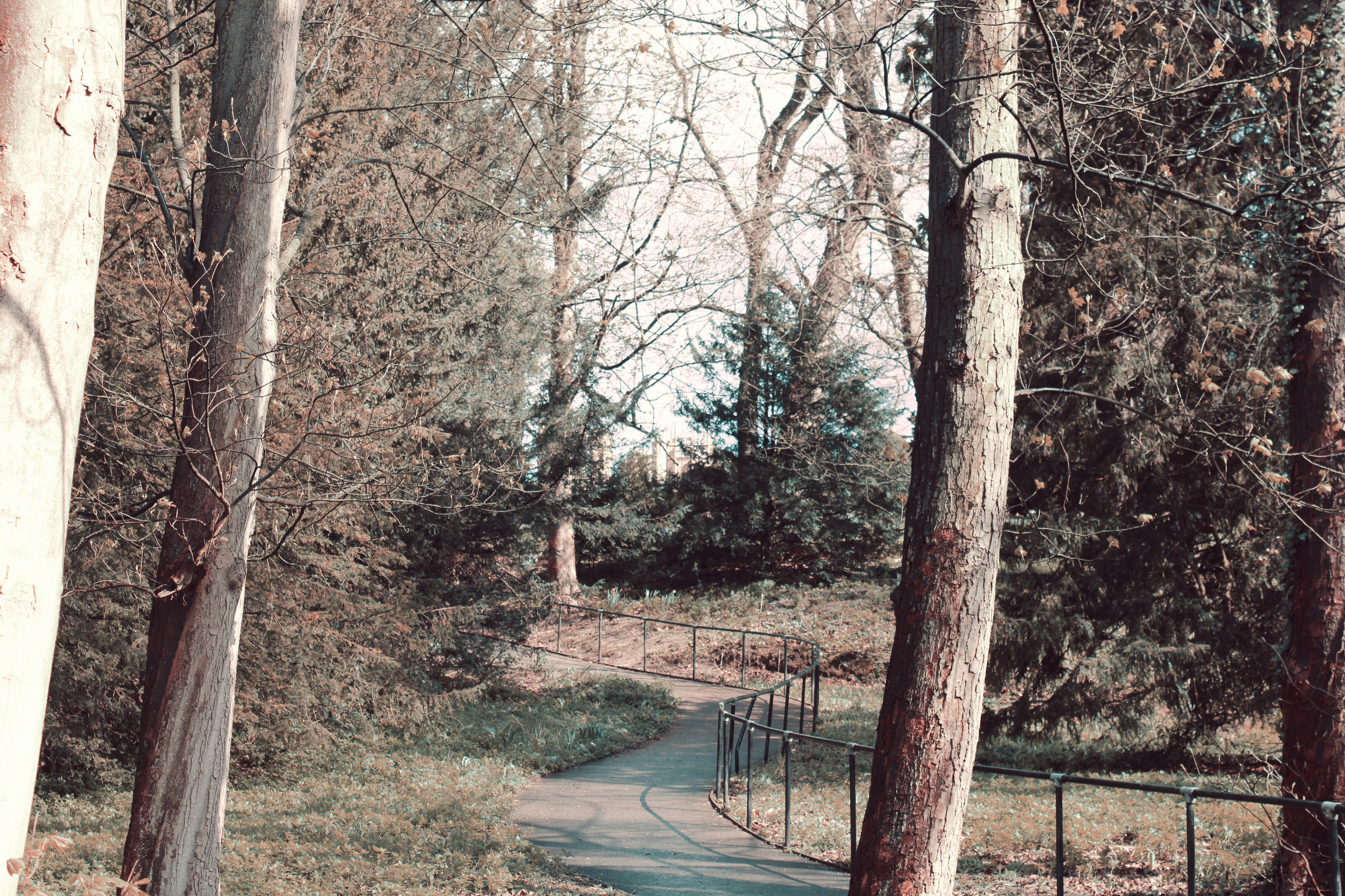 A path in the middle of a wooded area photo – Free Grey Image on Unsplash