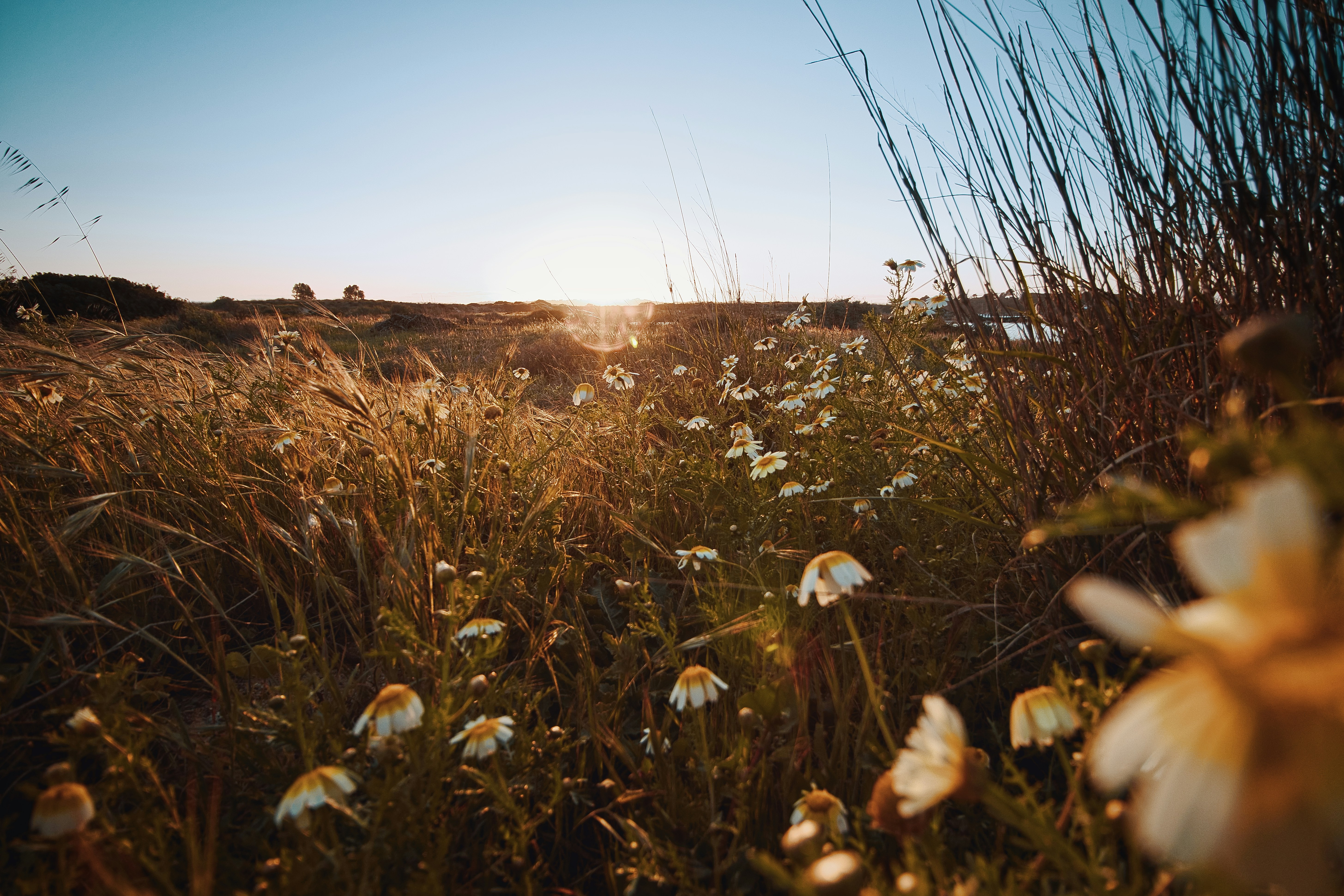 Wildflowers sway gently in a sunlit field as the sun sets on the horizon.