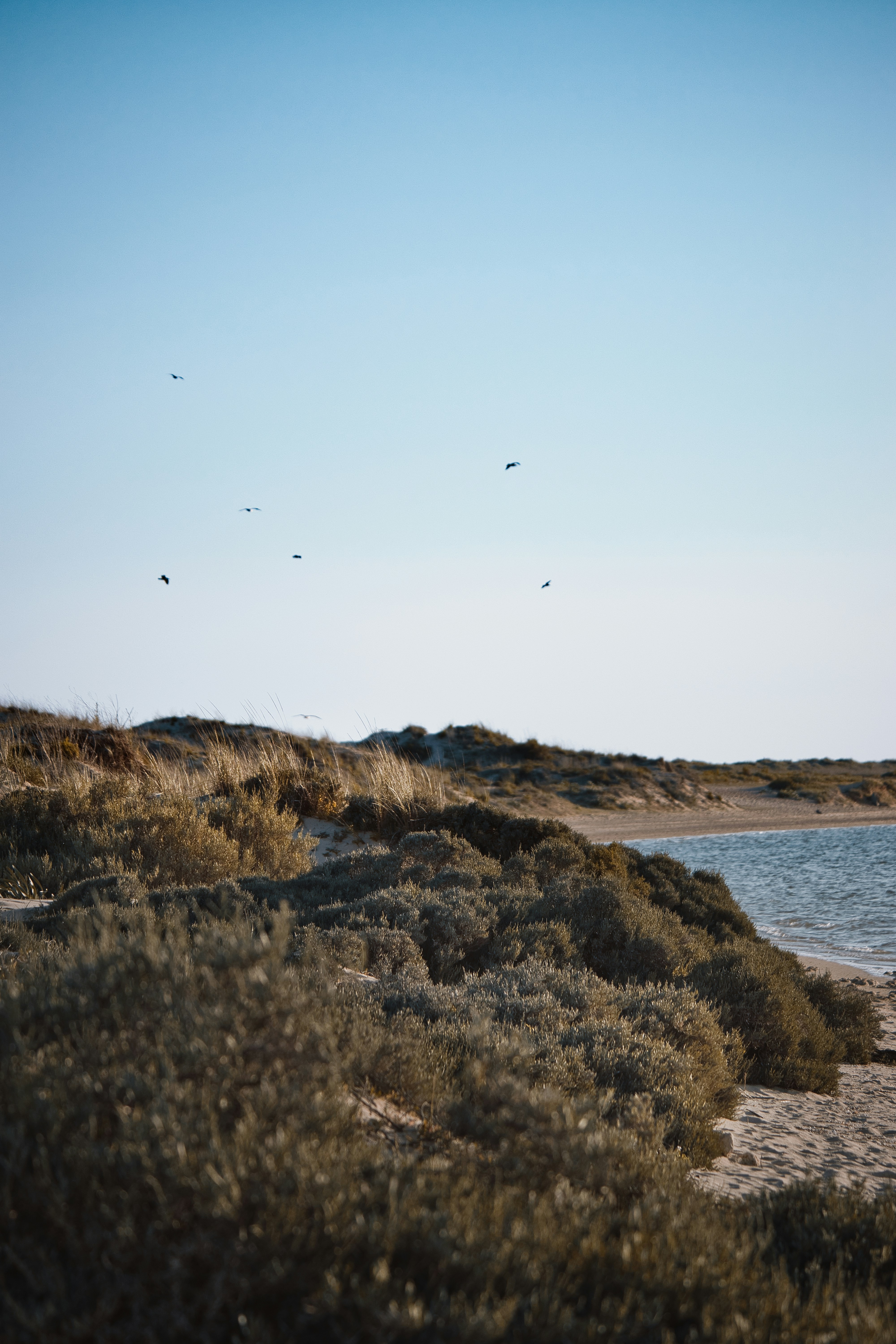 Coastal Dunes at Dusk: Birds in a Quiet Horizon