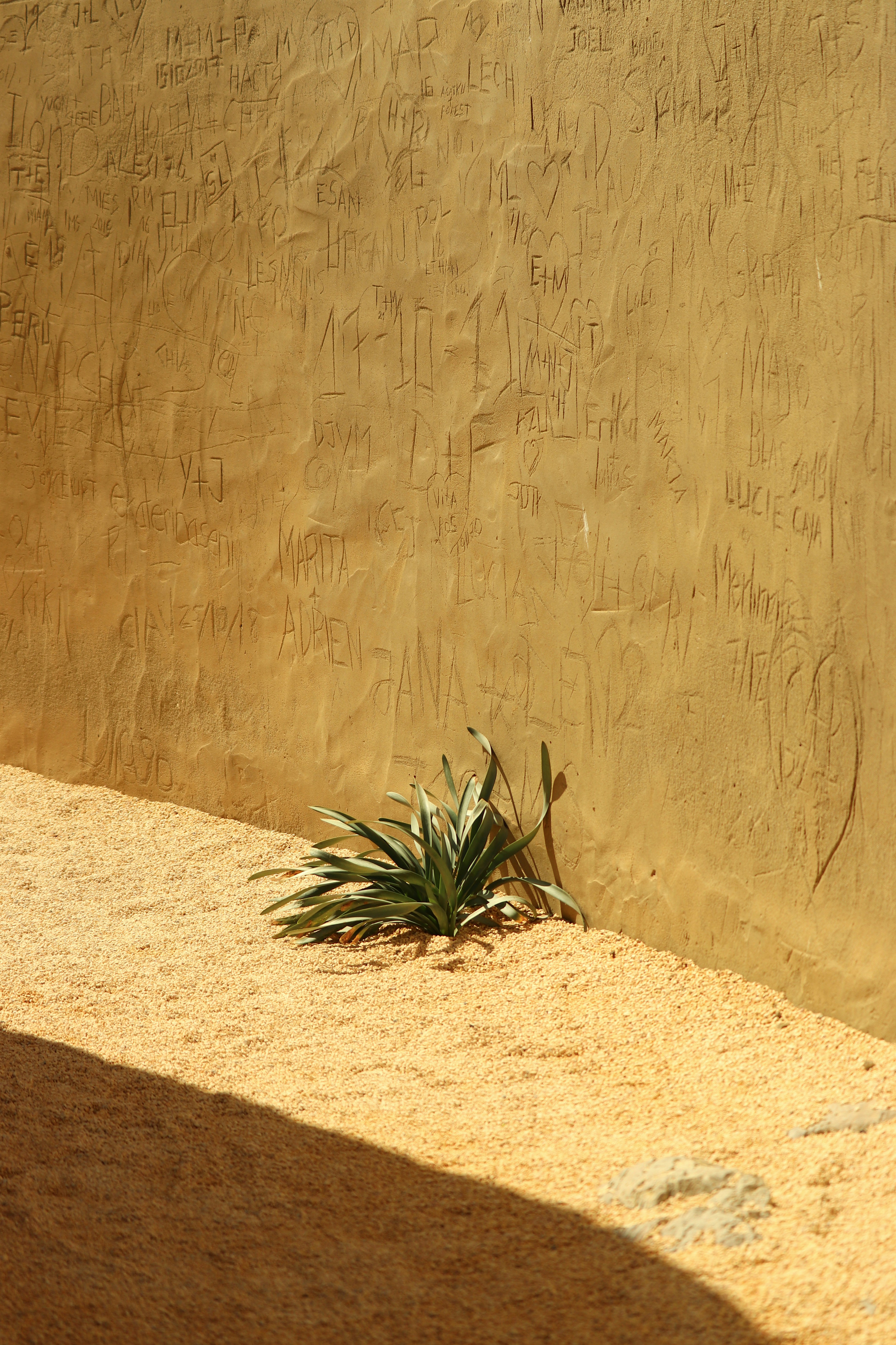 Agave in Sunlit Sand by a Graffitied Wall