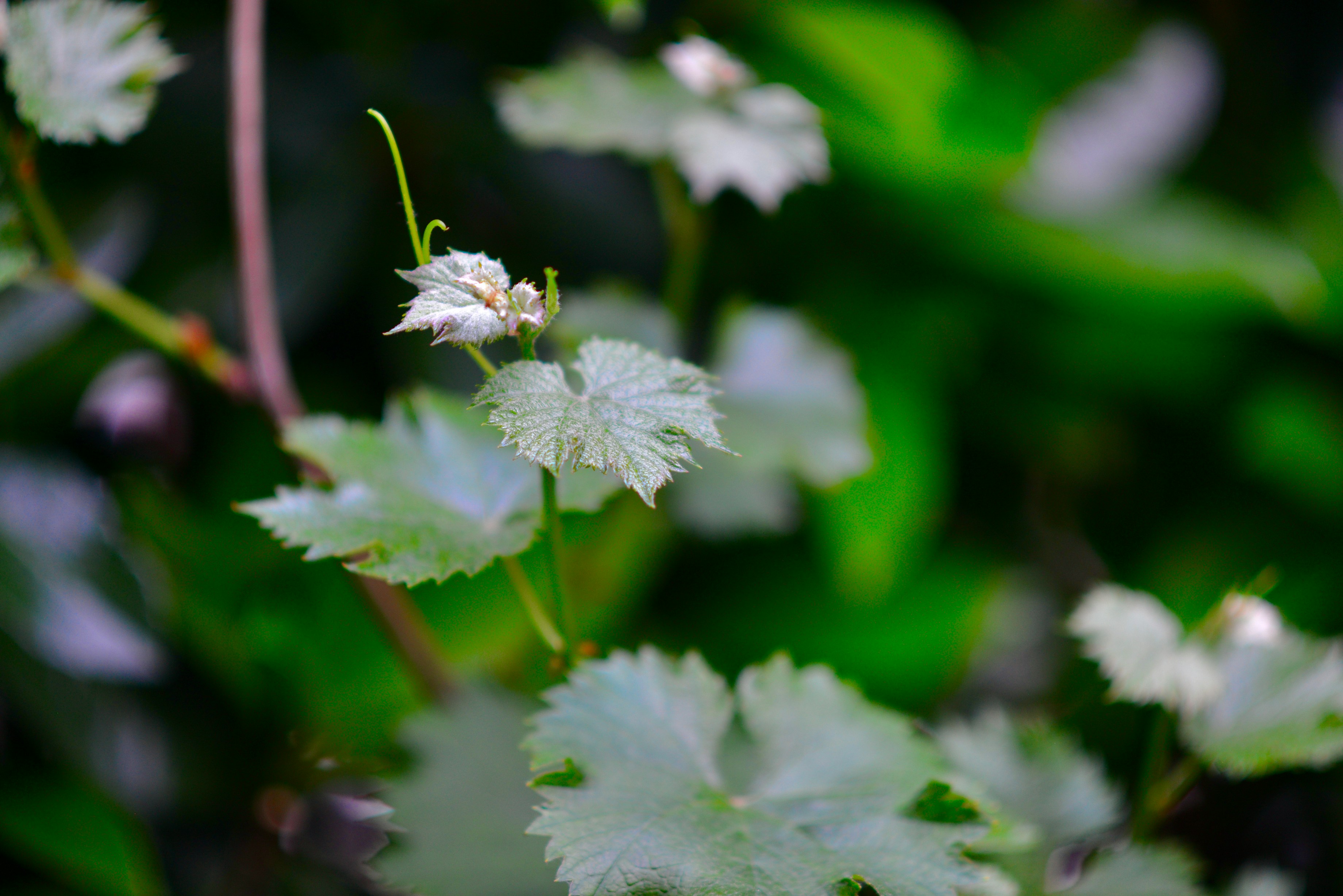 Veined Vine: A Close Look at a Tender Leaf Bud
