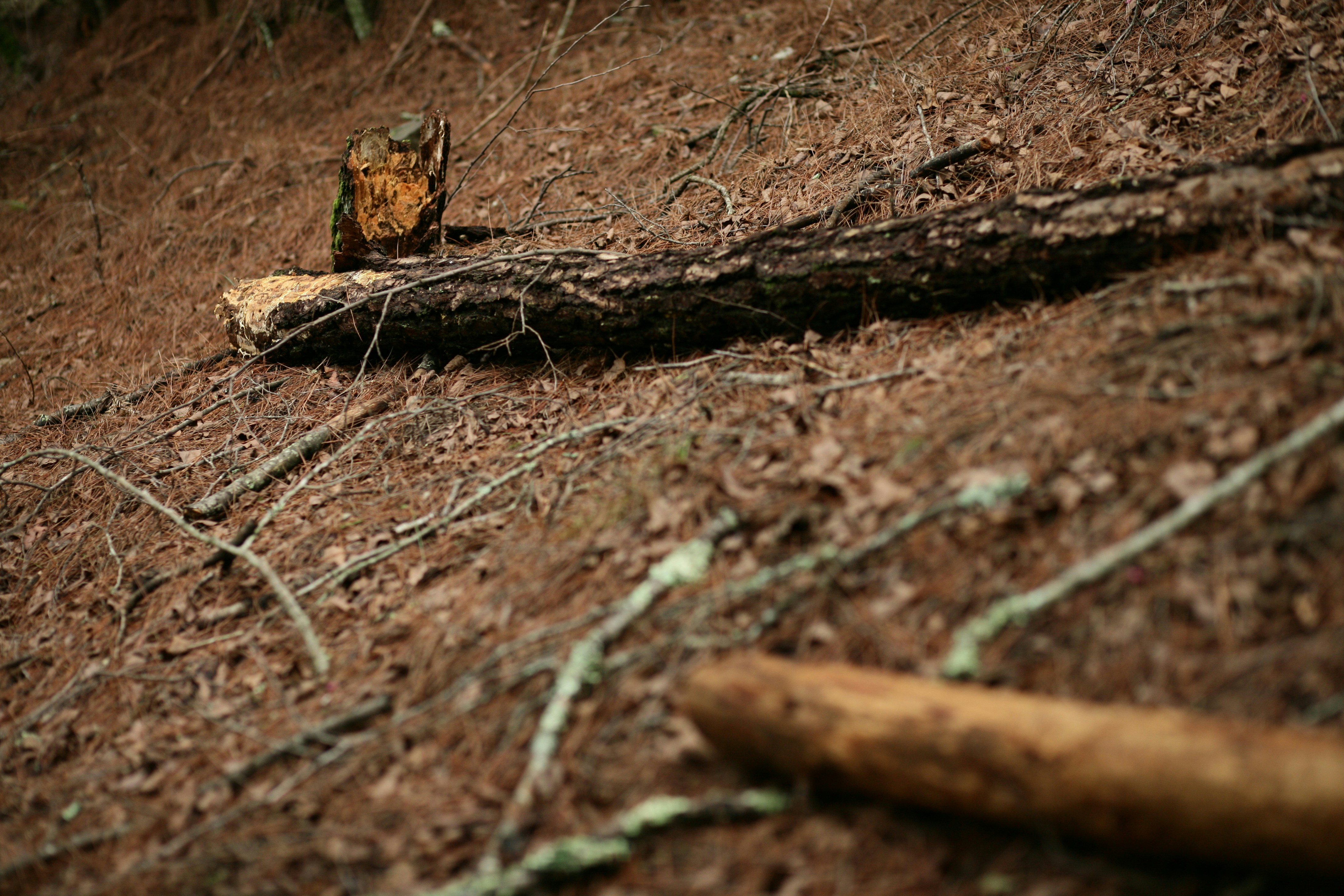 Quiet Geometry of the Forest Floor: A Stump Among Log Fragments