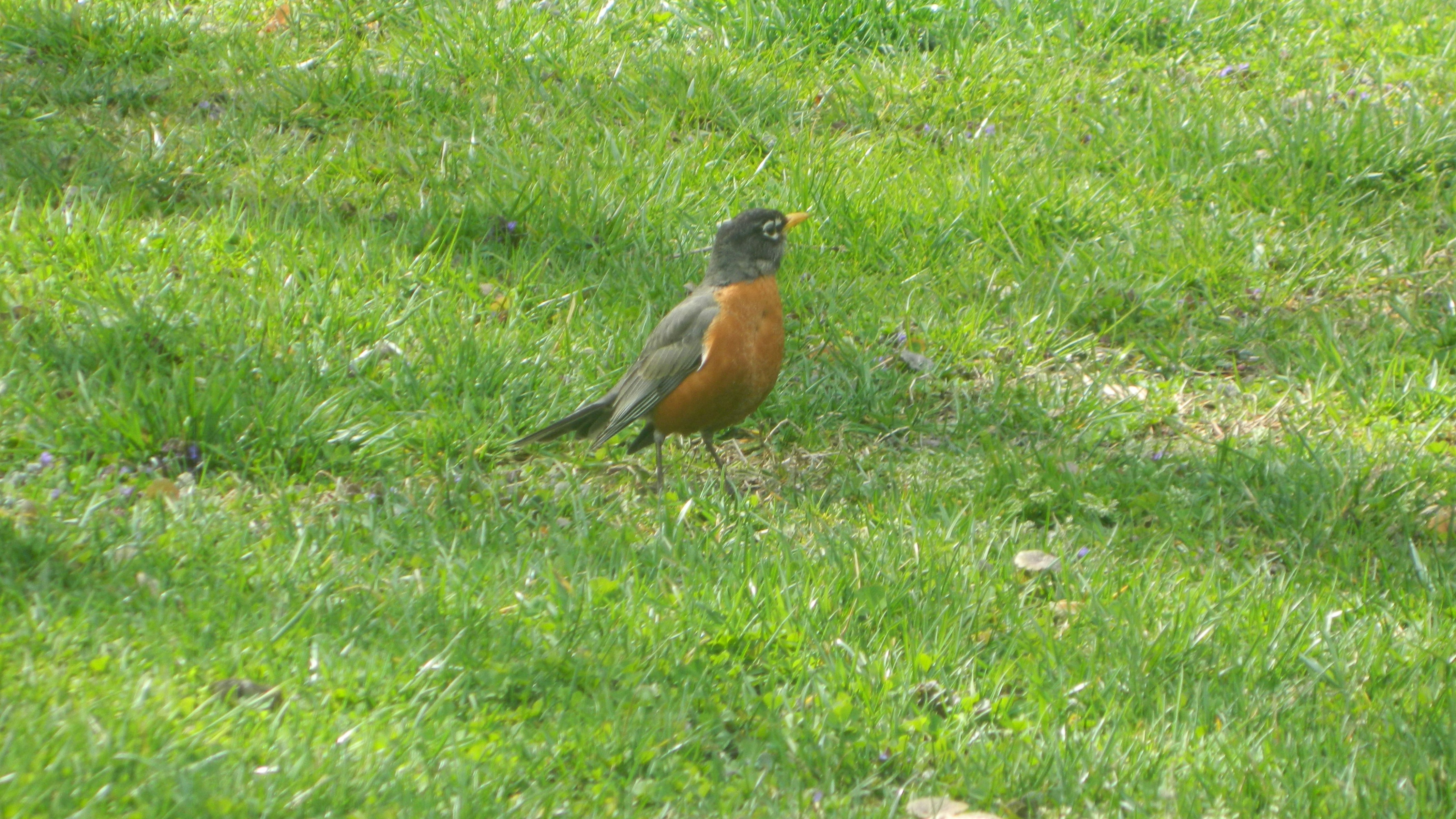 a small bird standing on a lush green field