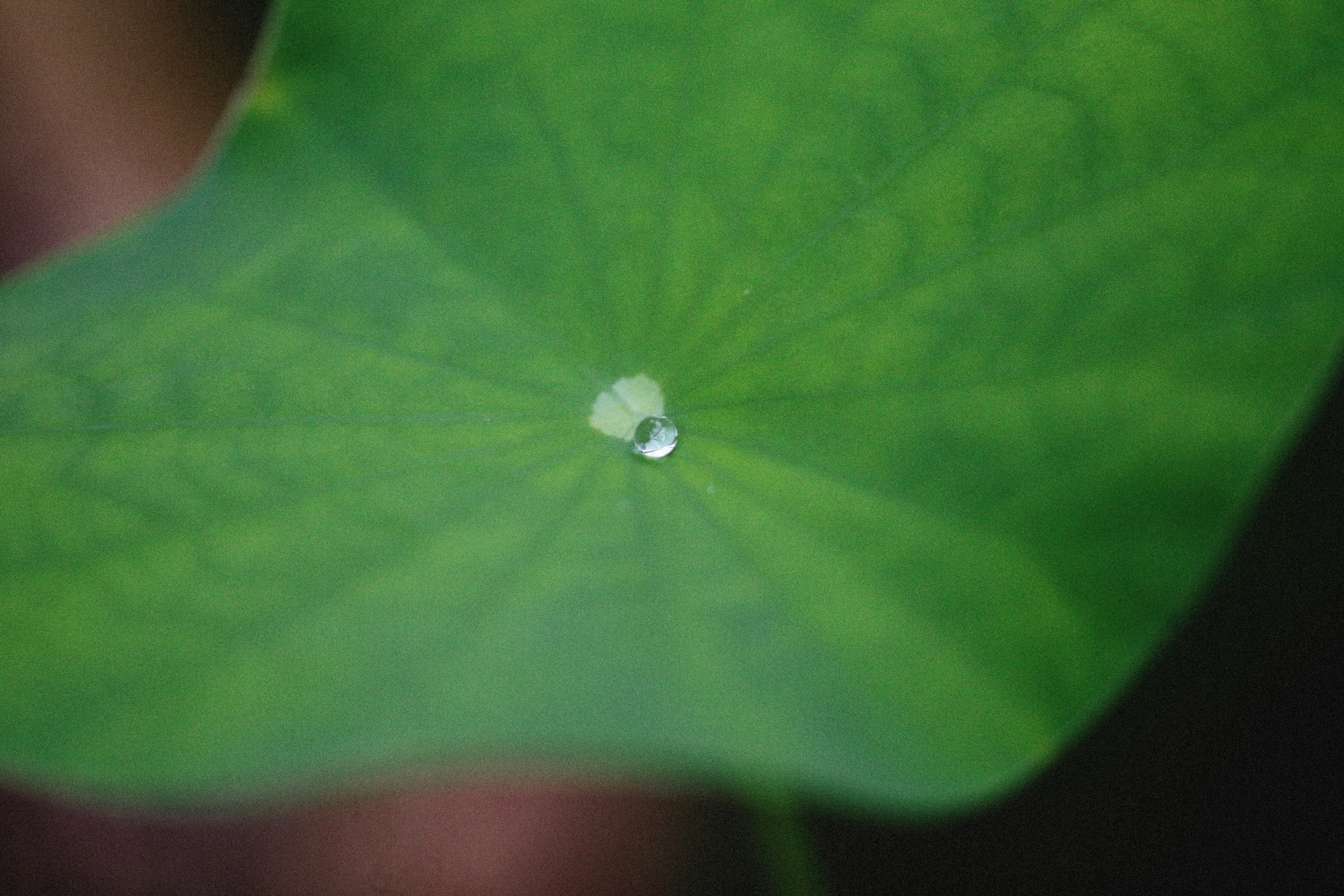 A green leaf with a drop of water on it photo – Free Green Image on ...