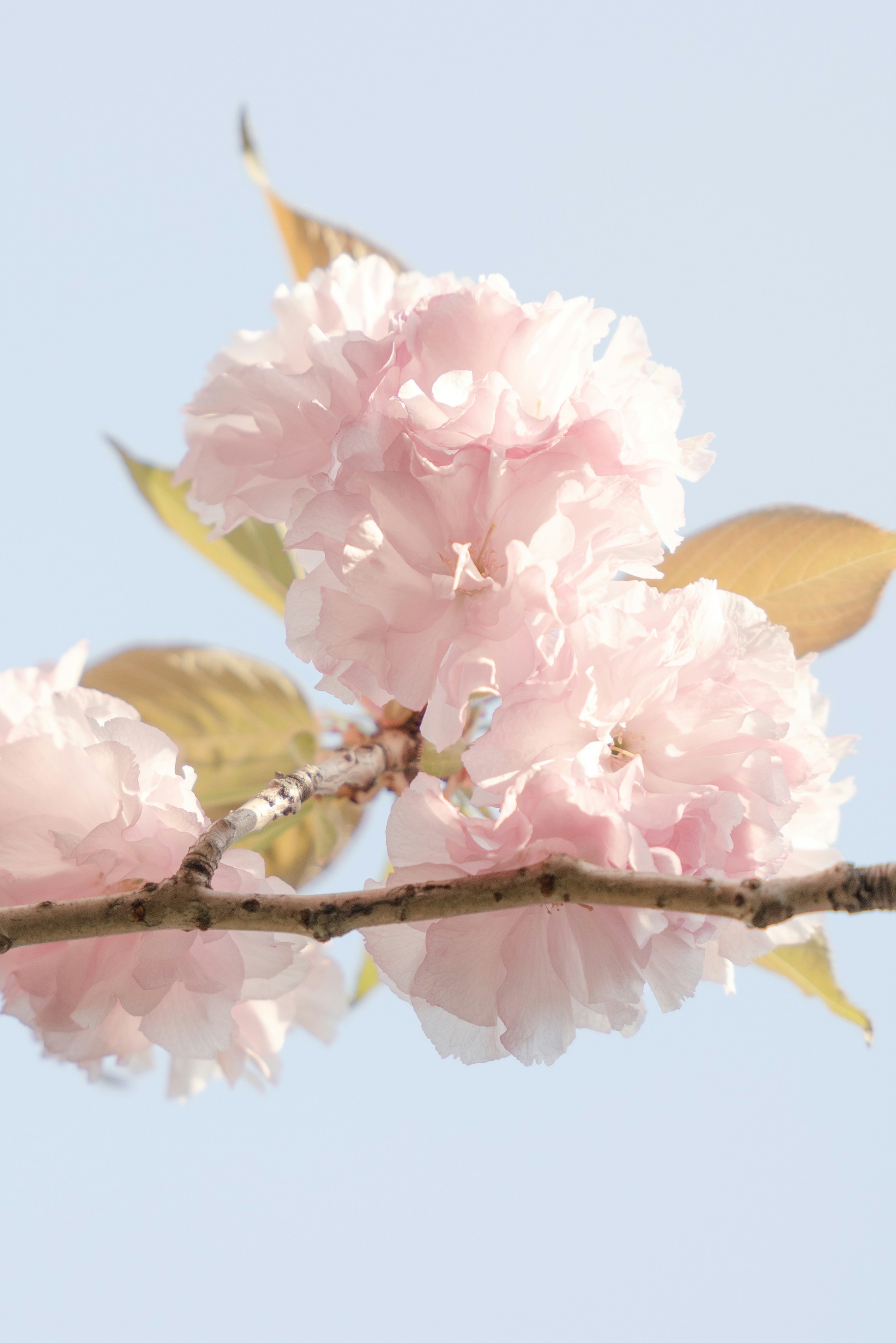 a branch with pink flowers against a blue sky