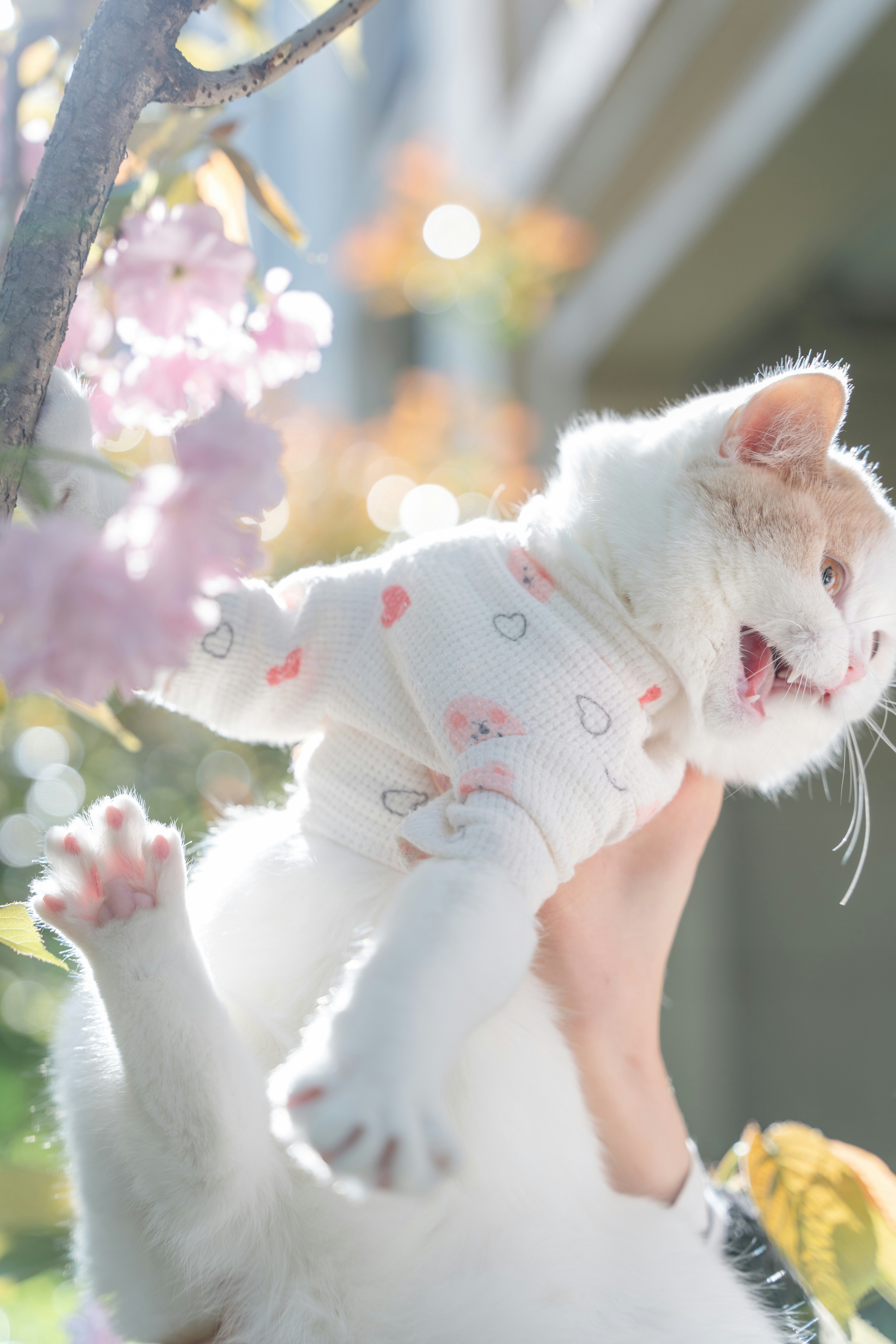 Cherry Blossom Lift: White Kitten in a Heart-Pattern Sweater