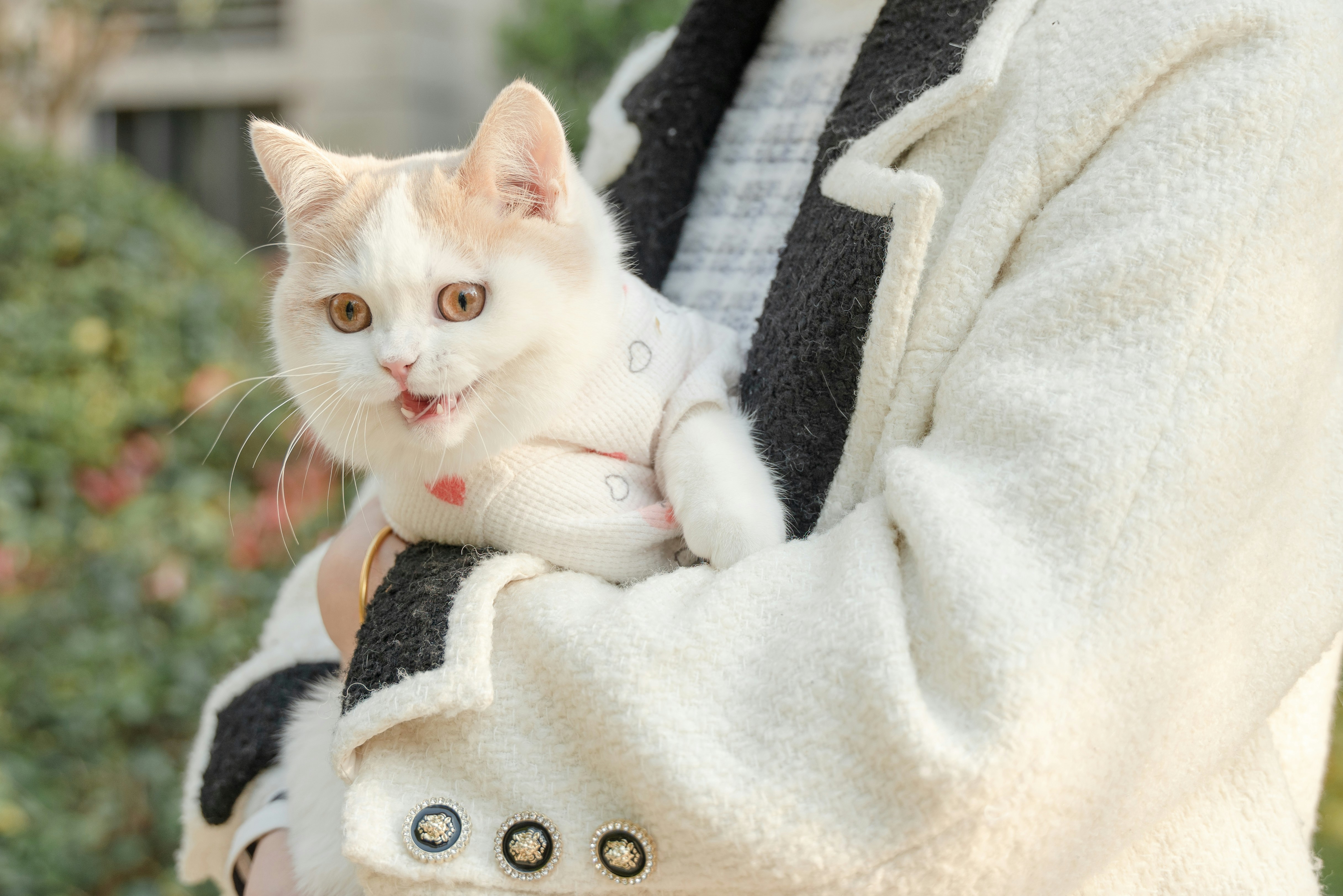 Soft Whiskers in Sunlit Linen
