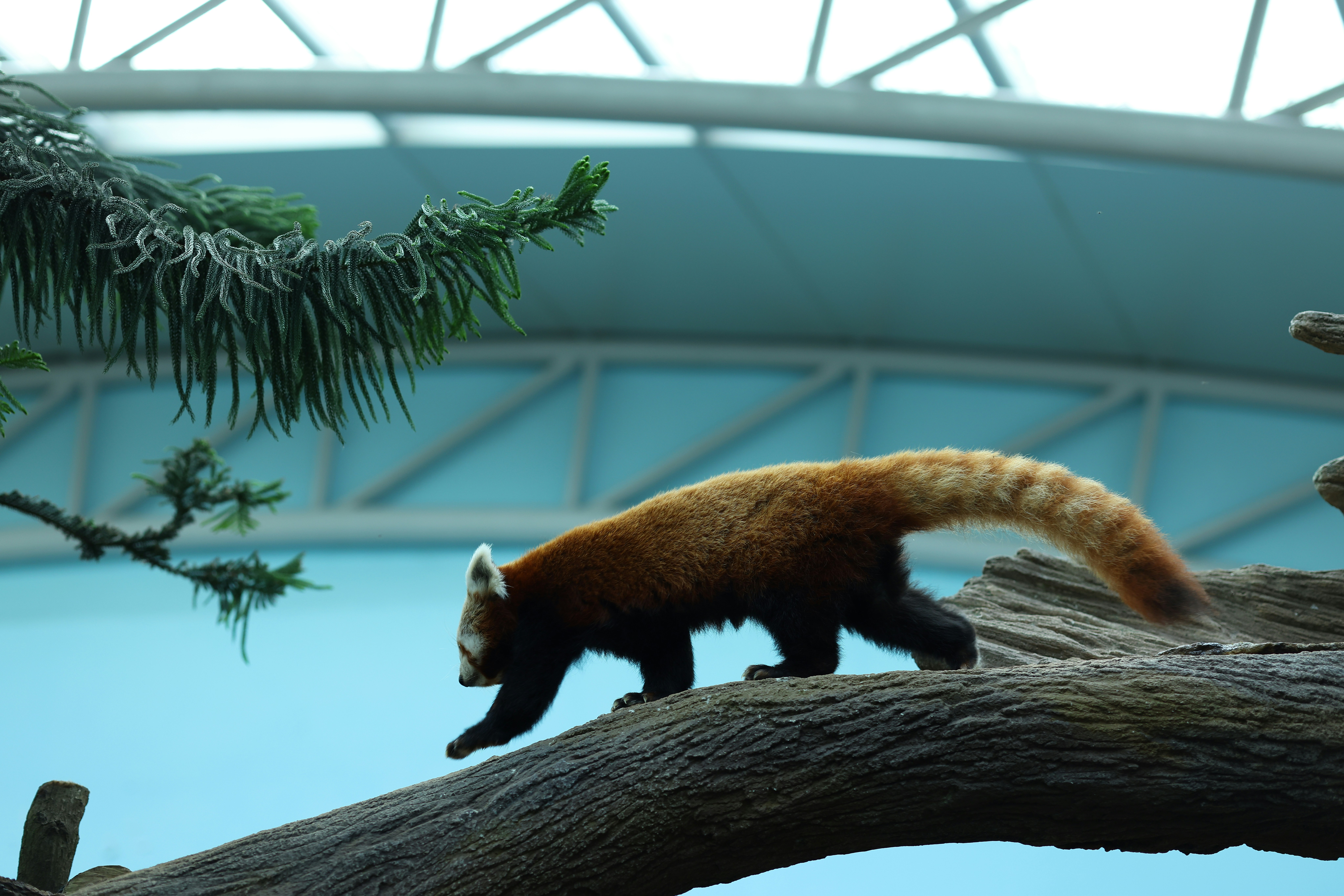 A red panda walking on a tree branch photo – Free Wildlife Image on ...