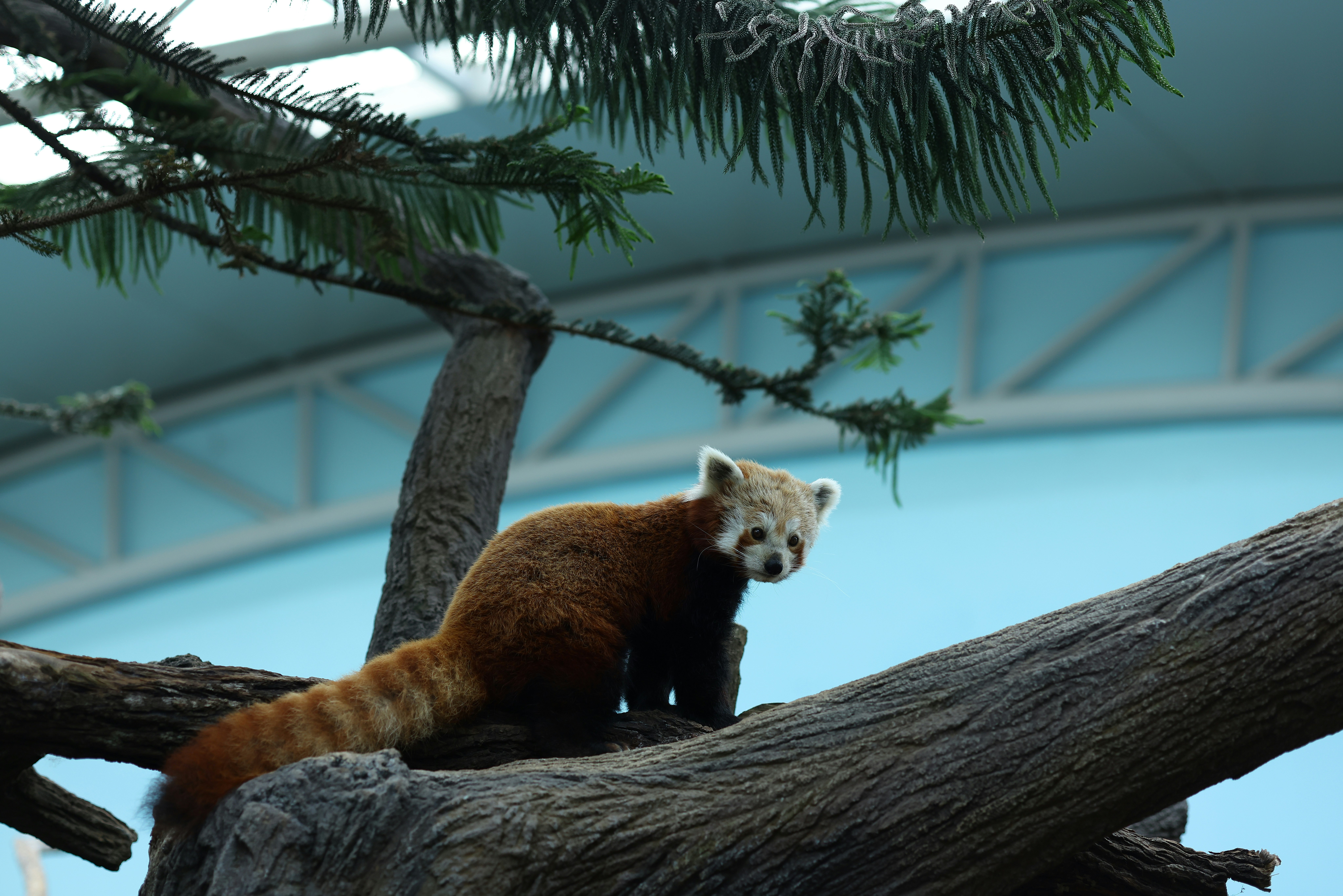 Red Panda on a Log: A Quiet Moment in a Blue Indoor Arboreal Exhibit