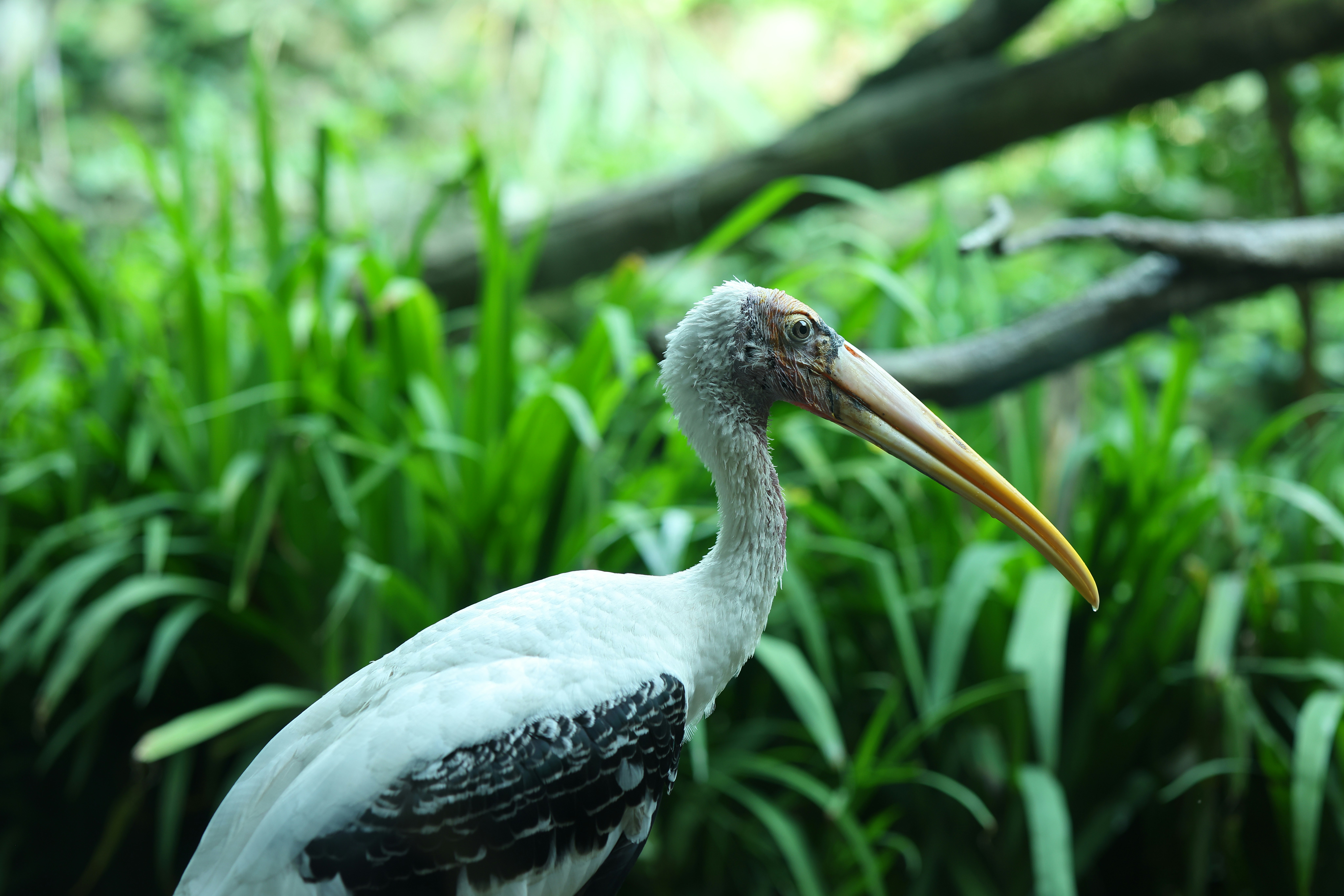 A close-up of a stork amidst lush greenery, showcasing its distinctive features and calm demeanor.