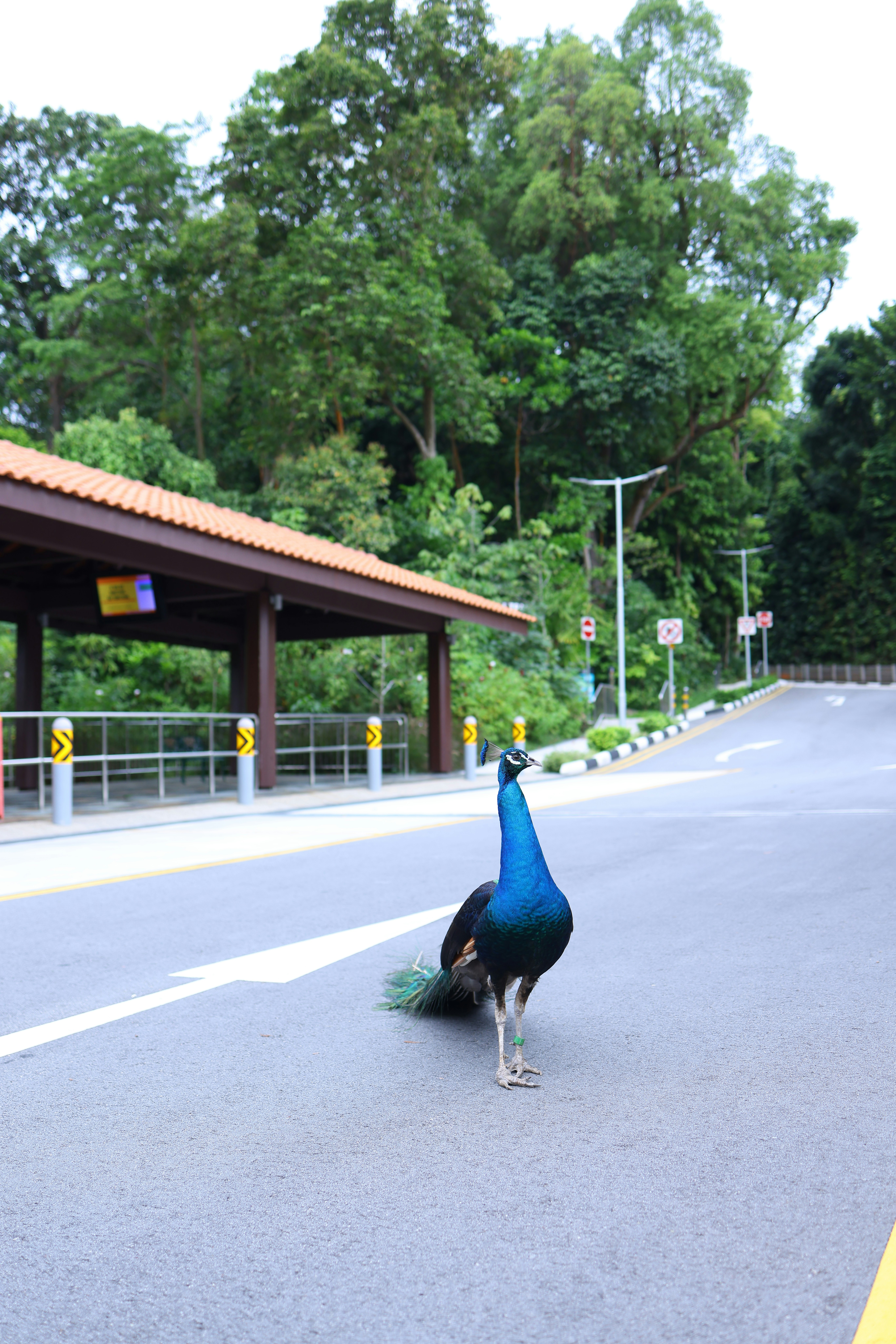 Peacock crossing the road