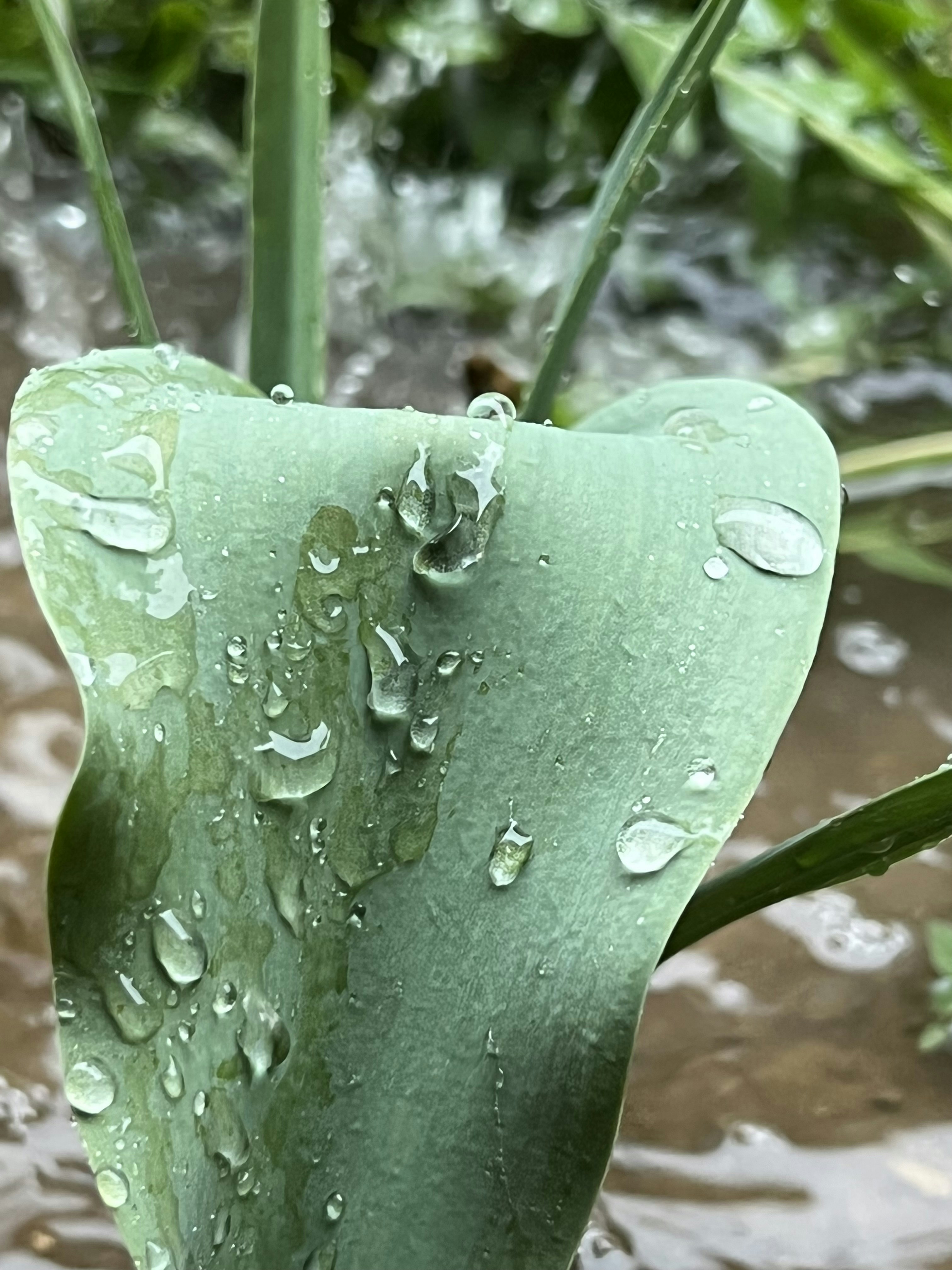 Dew on a Leaf: A Macro Portrait of Rainy Quiet