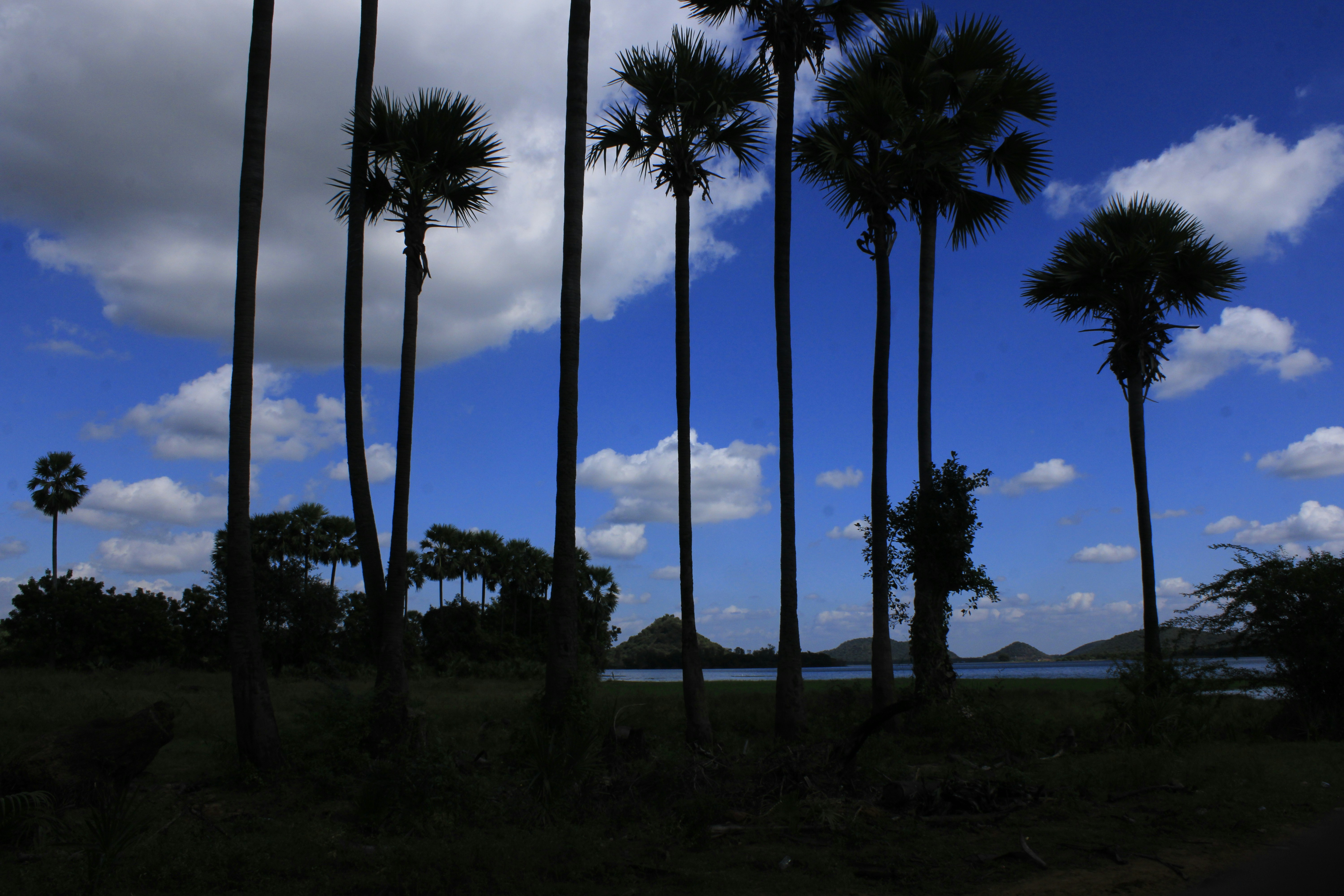 a group of palm trees in front of a body of water