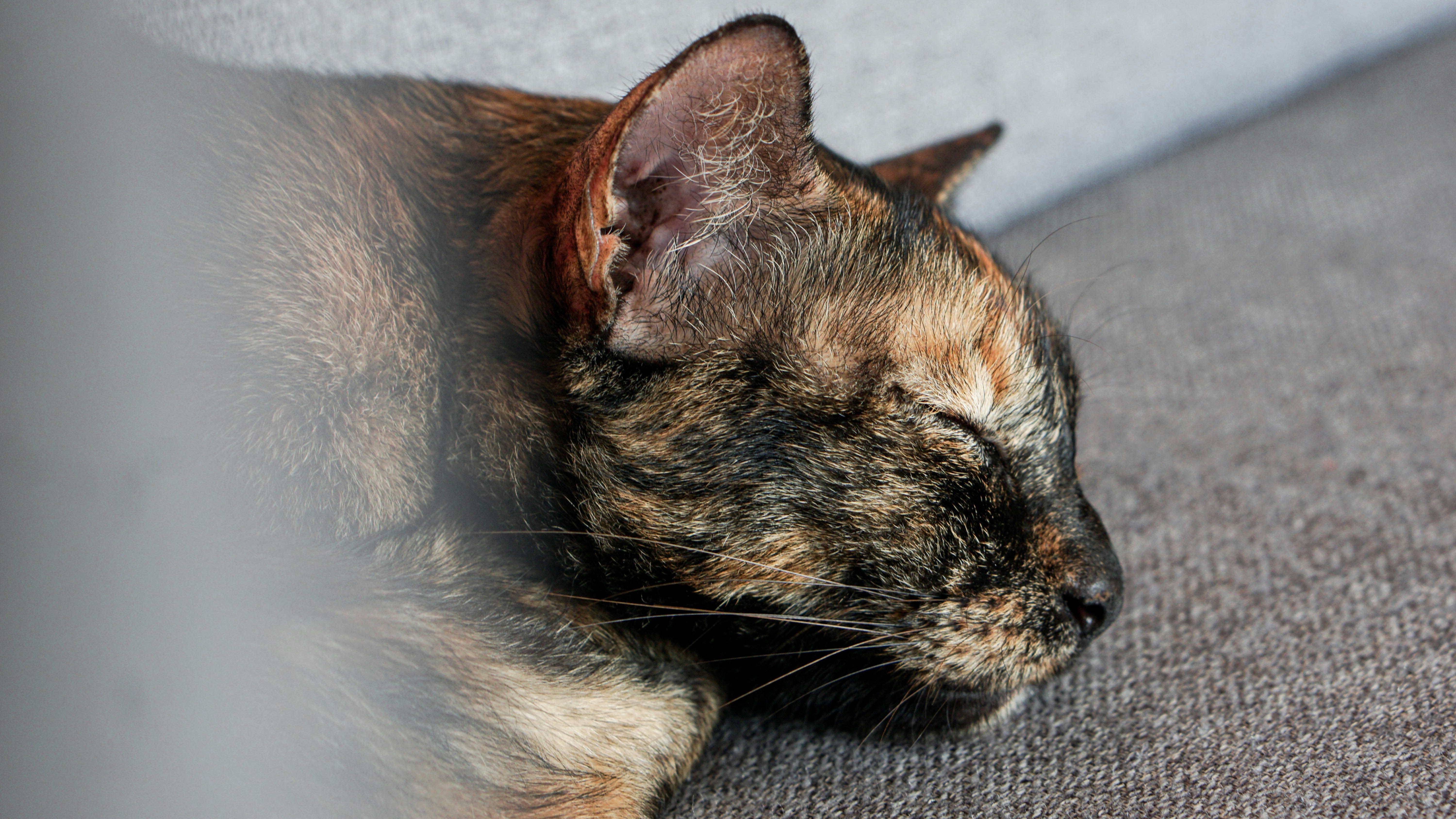 Un chat dormant sur le sol à côté d’un mur photo – Photo Bali Gratuite ...