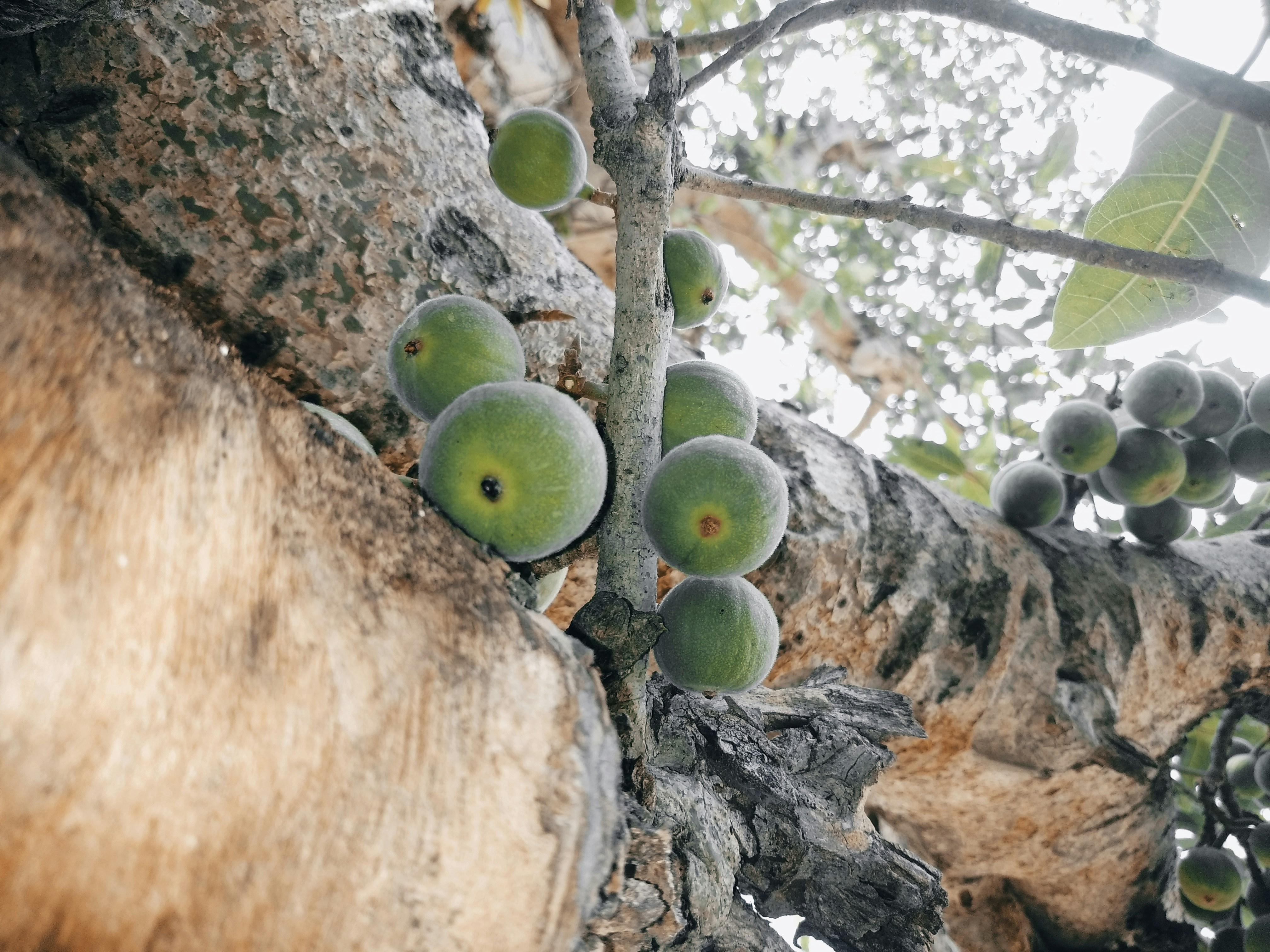 Grapelike Figs in a Sunlit Orchard Nook