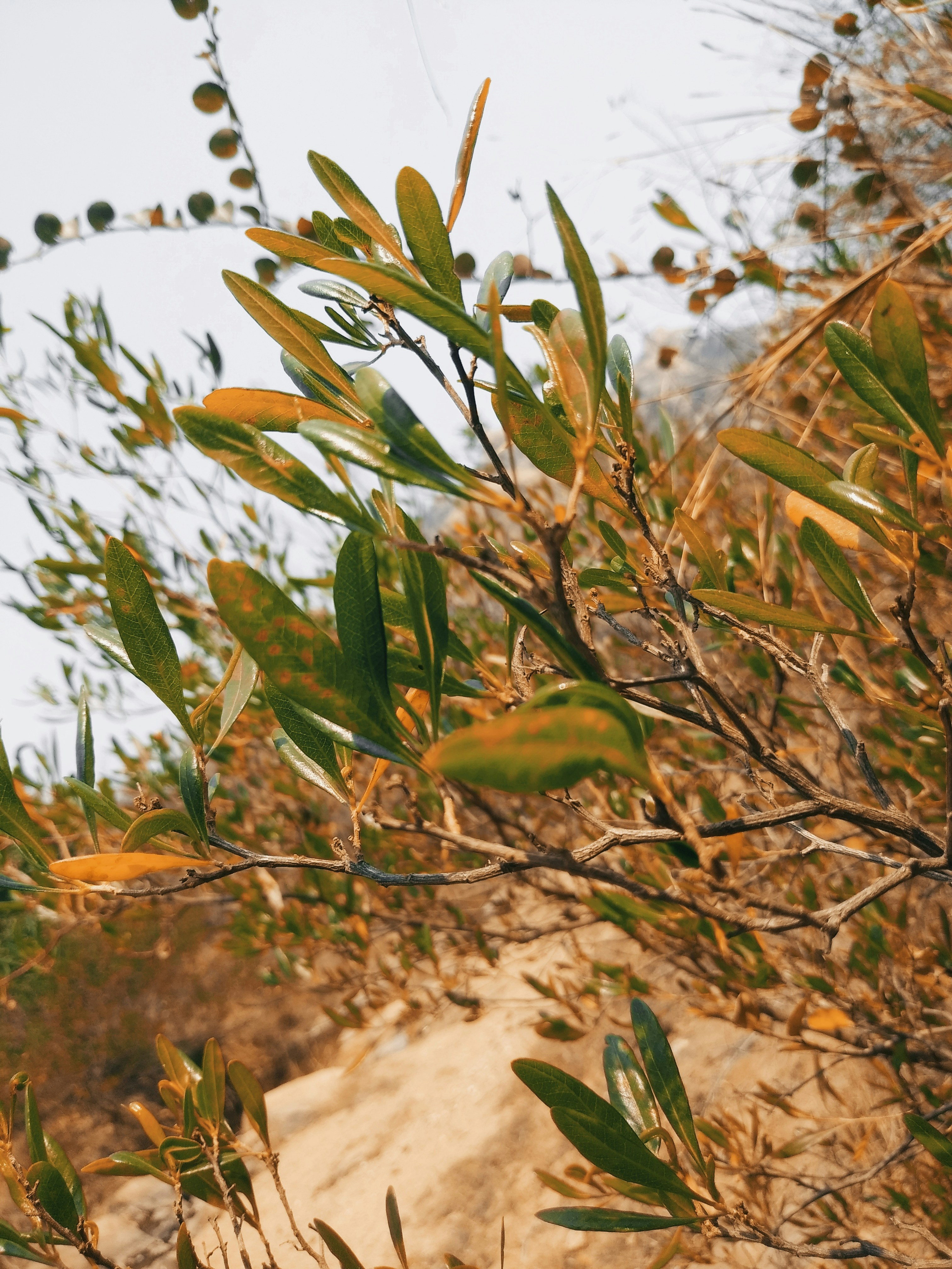 Close-up of olive-like leaves on a twig with a sandy trail blurred in the background, highlighting natural textures. A nature shot with a rugged landscape feel.