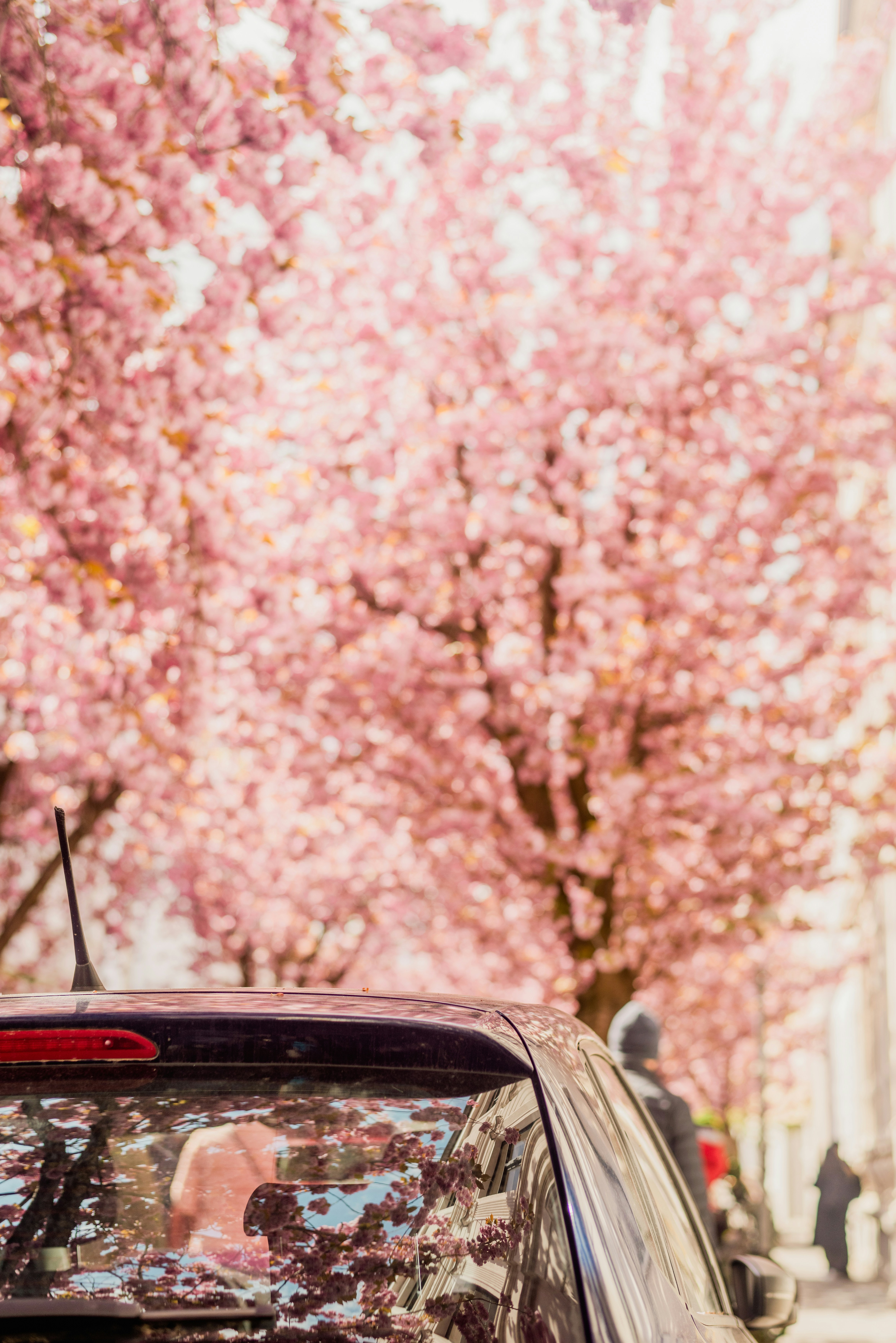 a car parked on the side of a street next to a tree with pink flowers