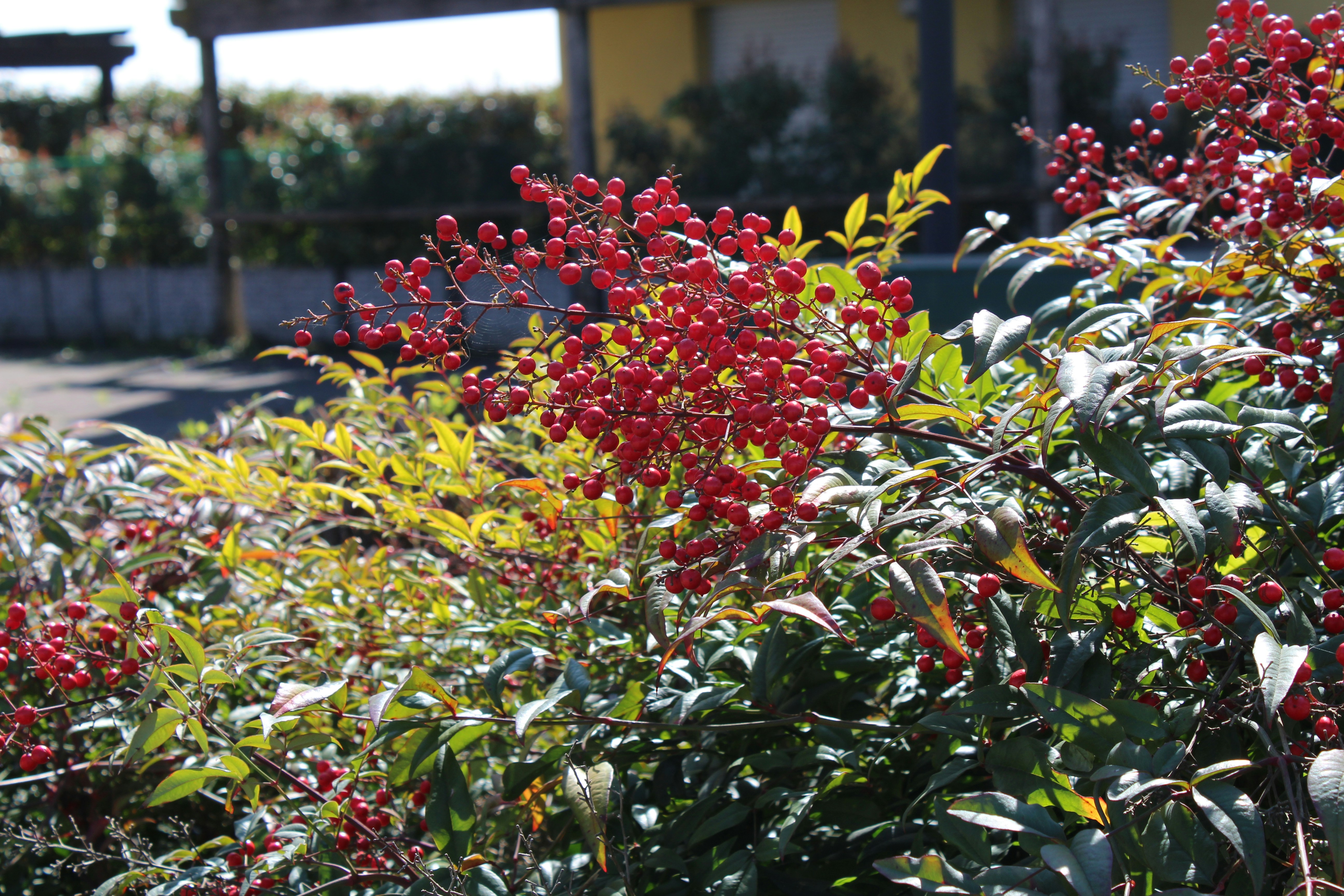 Crimson Berry Cluster in Sunlit Hedge Framing a Quiet Street