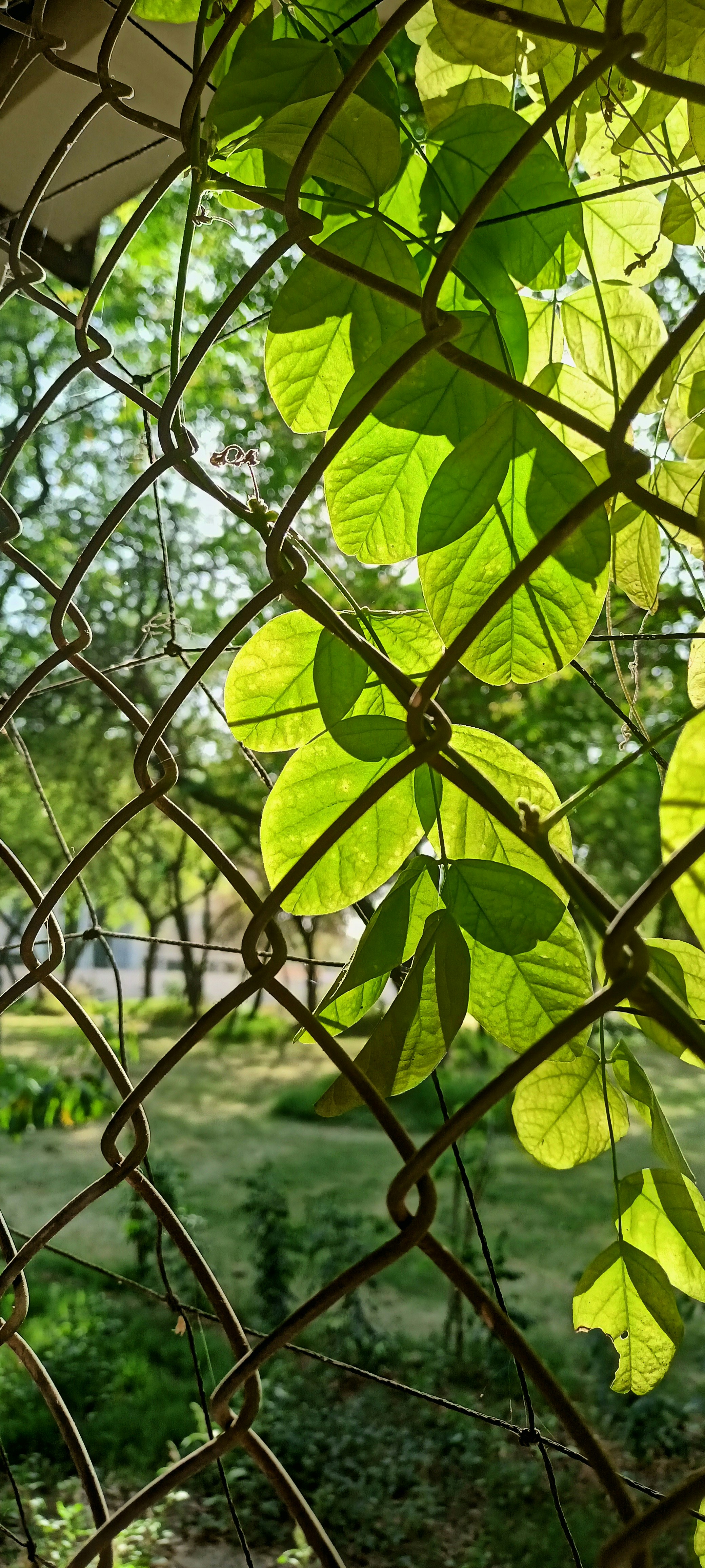 Nature's Veil: A Dance of Light and Leaves