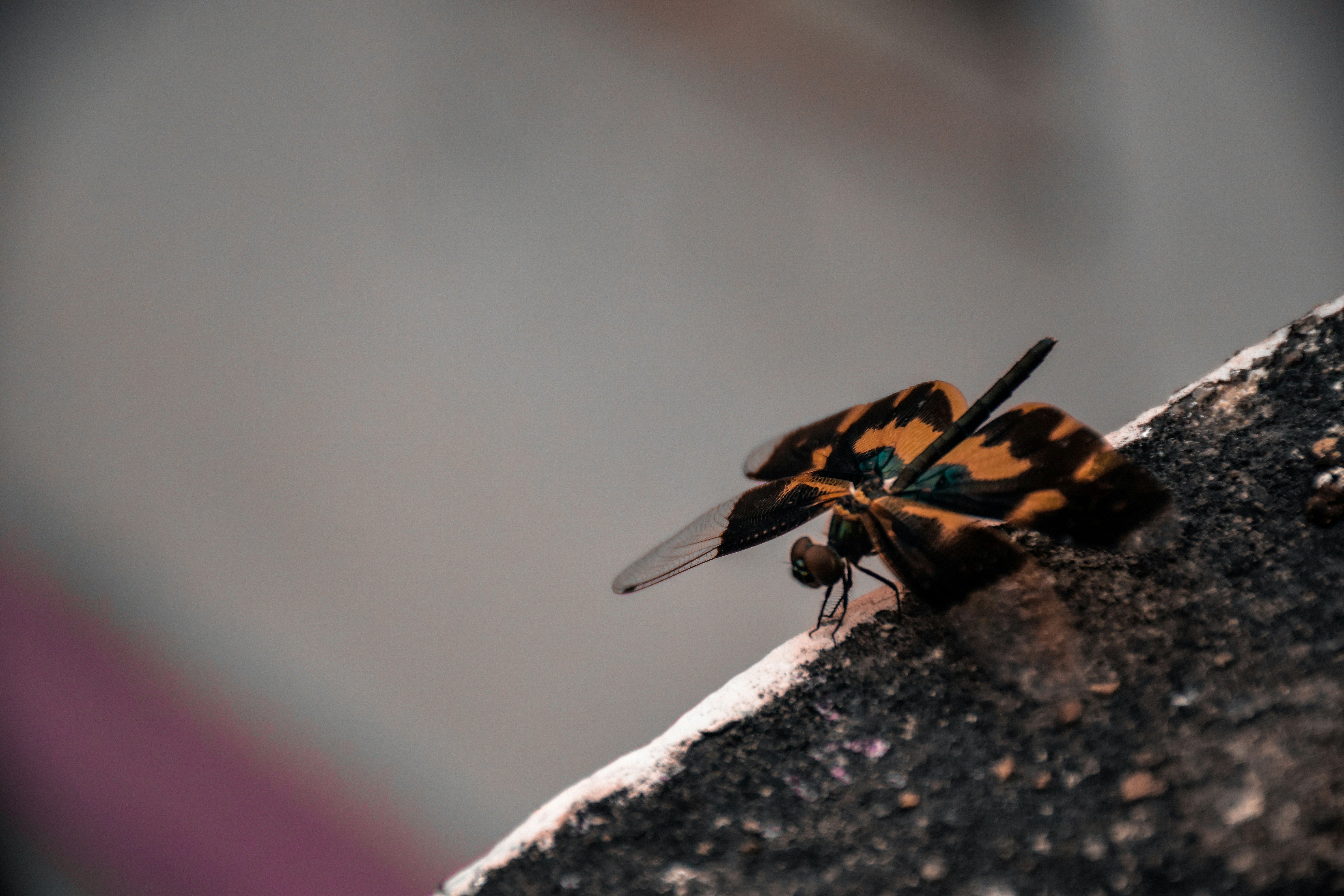 Amber-winged dragonfly rests on a weathered rock, a micro moment of color and texture.