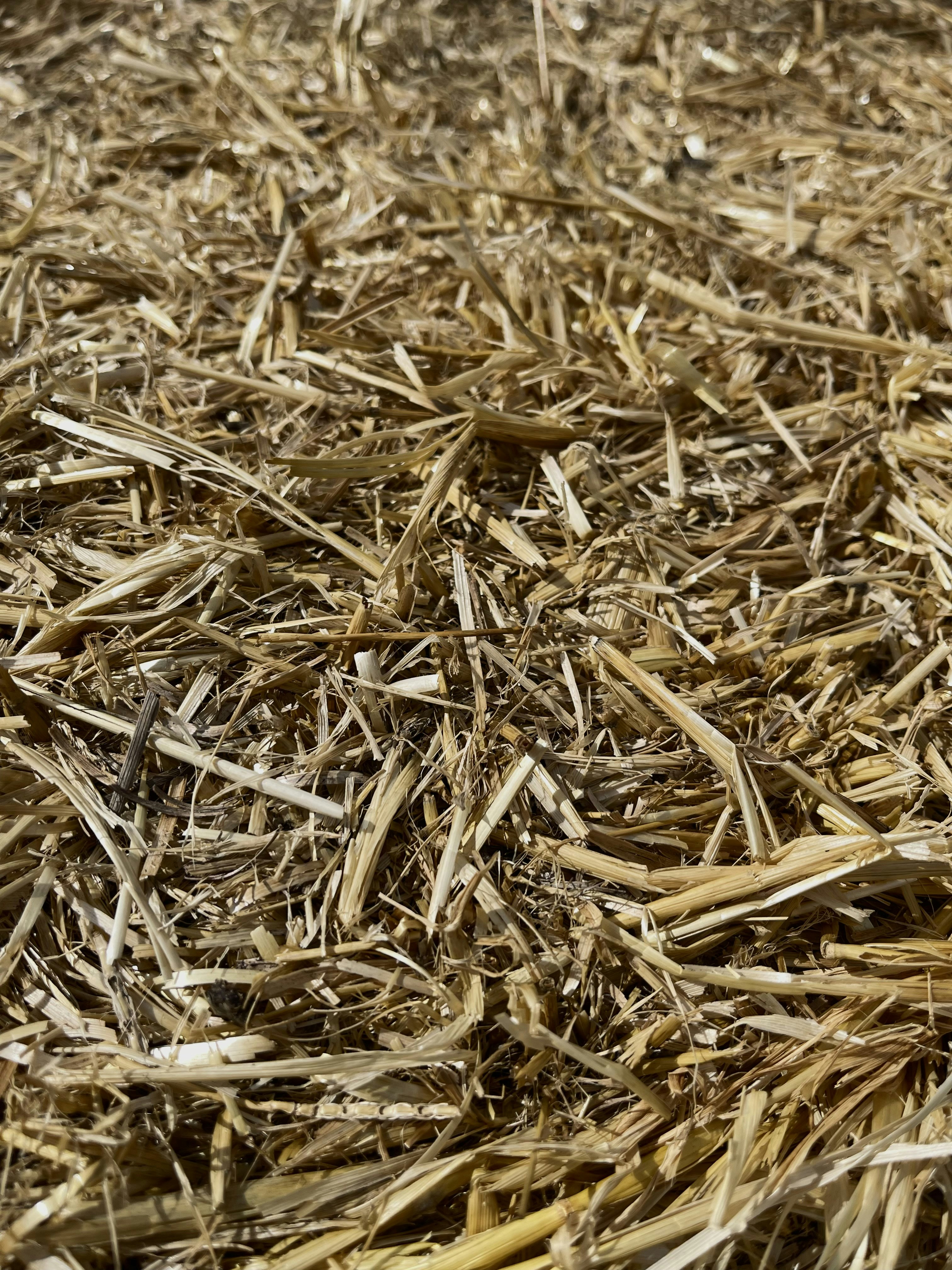 Barely straw  | a bird sitting on top of a pile of dry grass