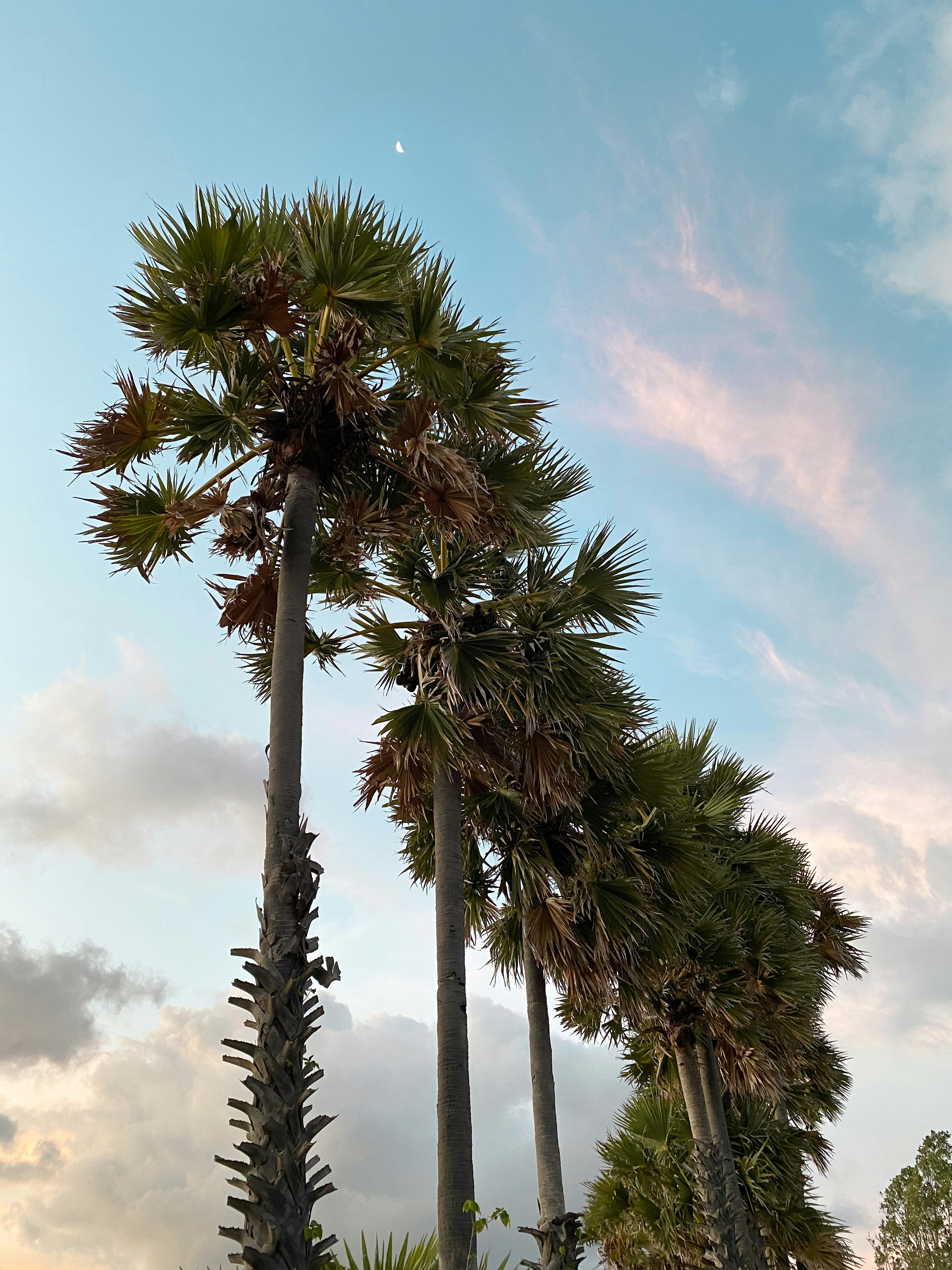 A group of palm trees standing next to each other photo – Free Phuket ...