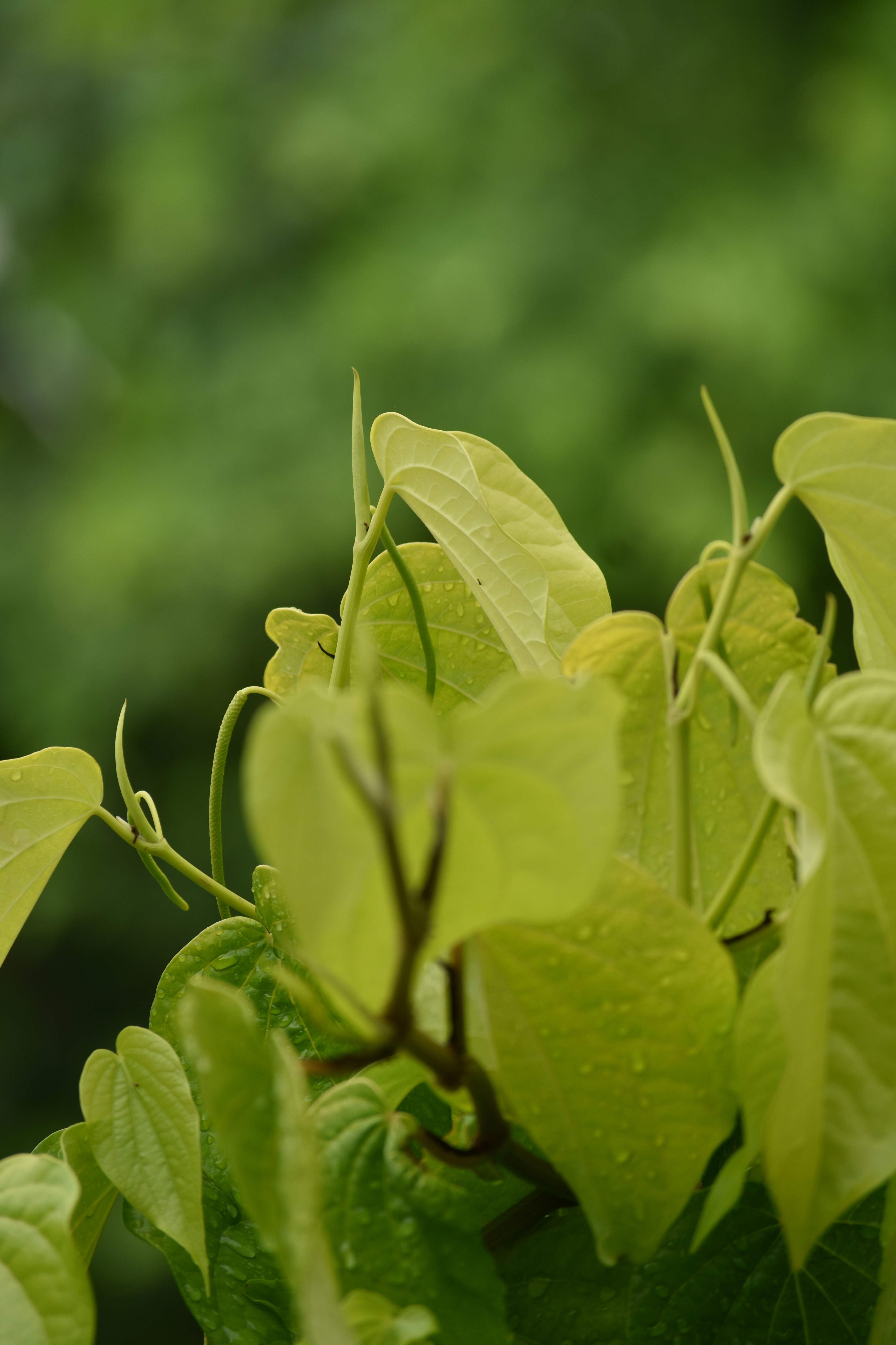 Gros plan d’une plante feuillue avec un arrière-plan flou photo – Photo ...