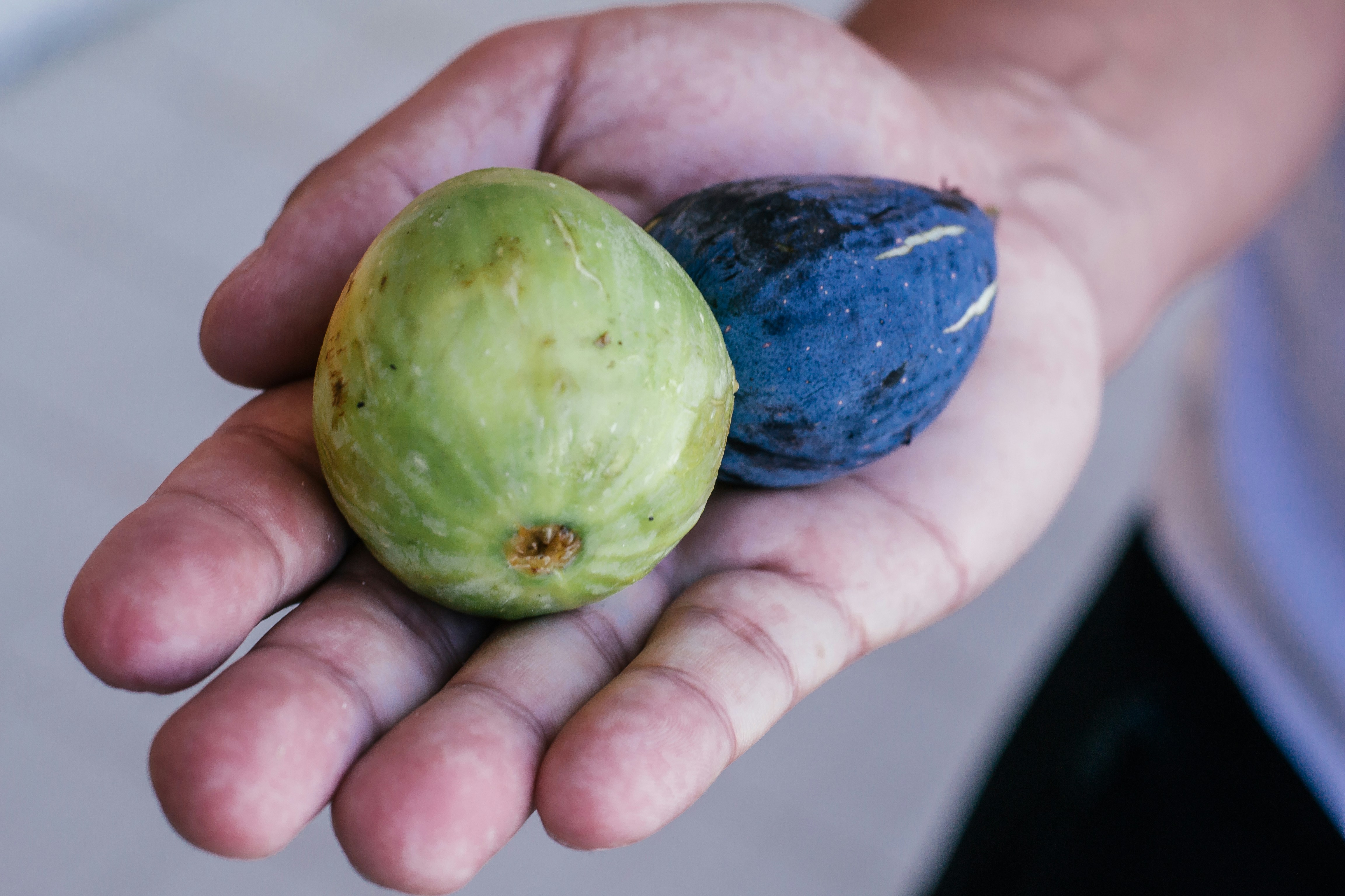 Twin Hues in the Palm: A Green Fig and a Deep-Blue Plum