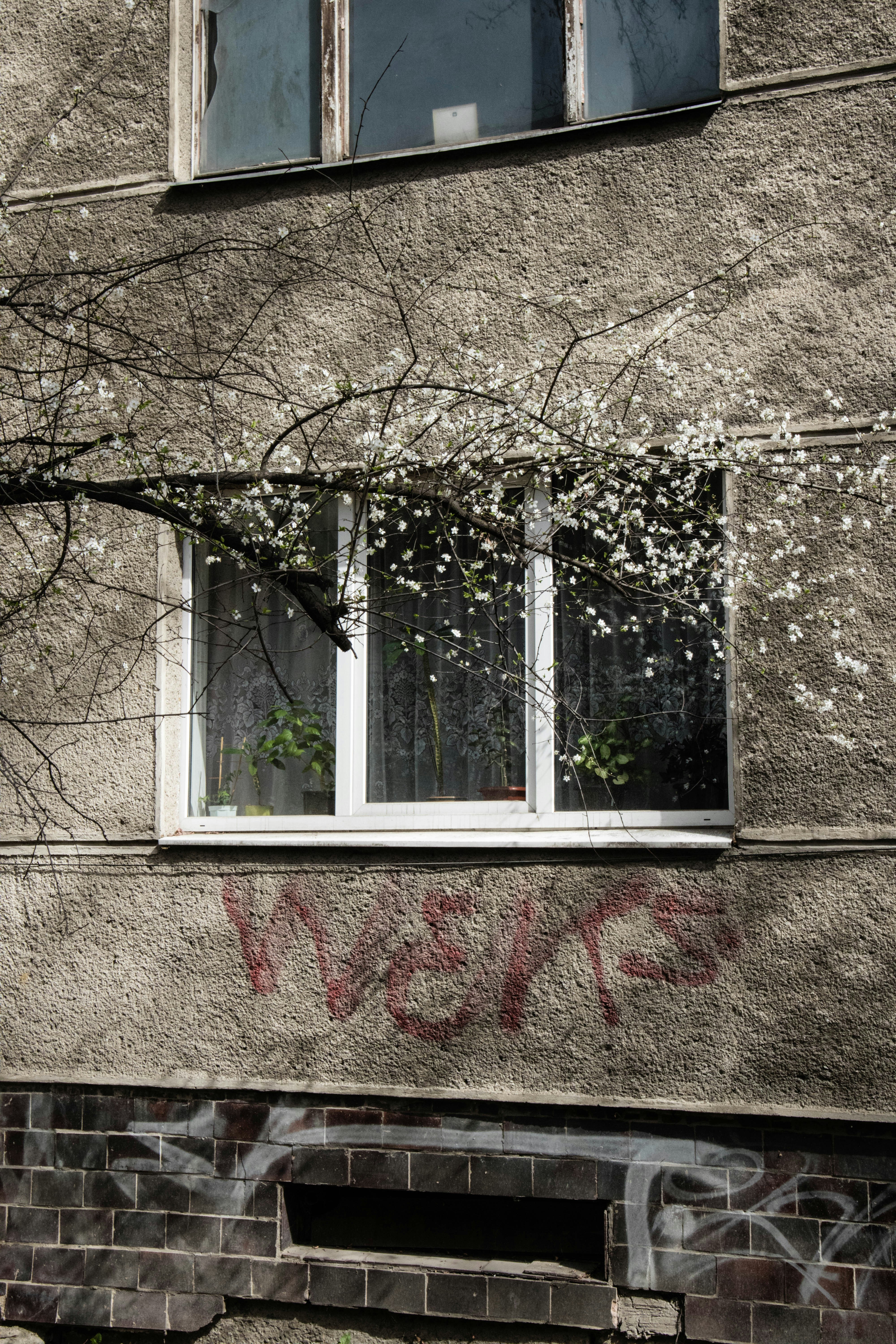 Whispers of Urban Flora
