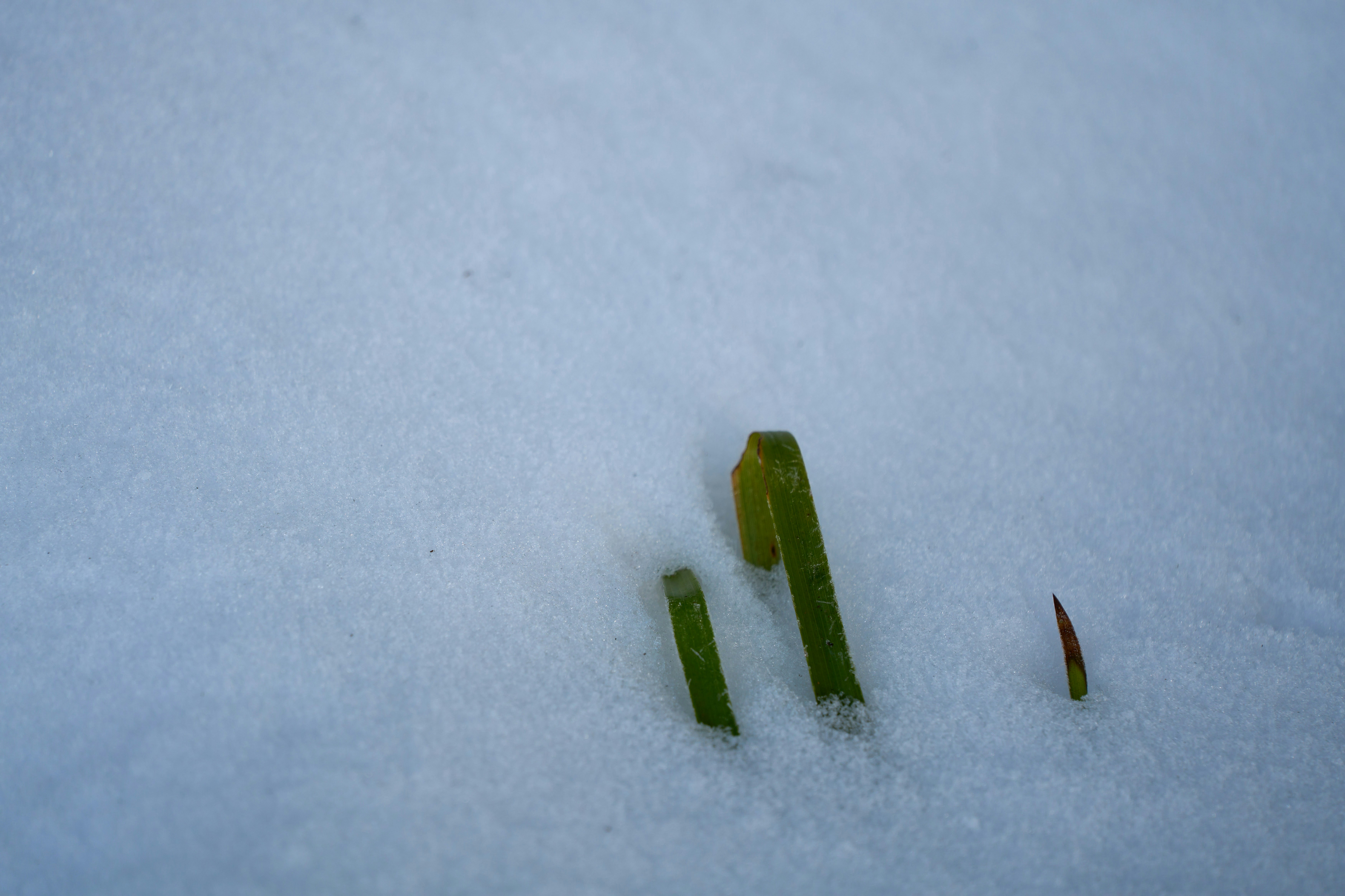 a couple of green plants sticking out of the snow