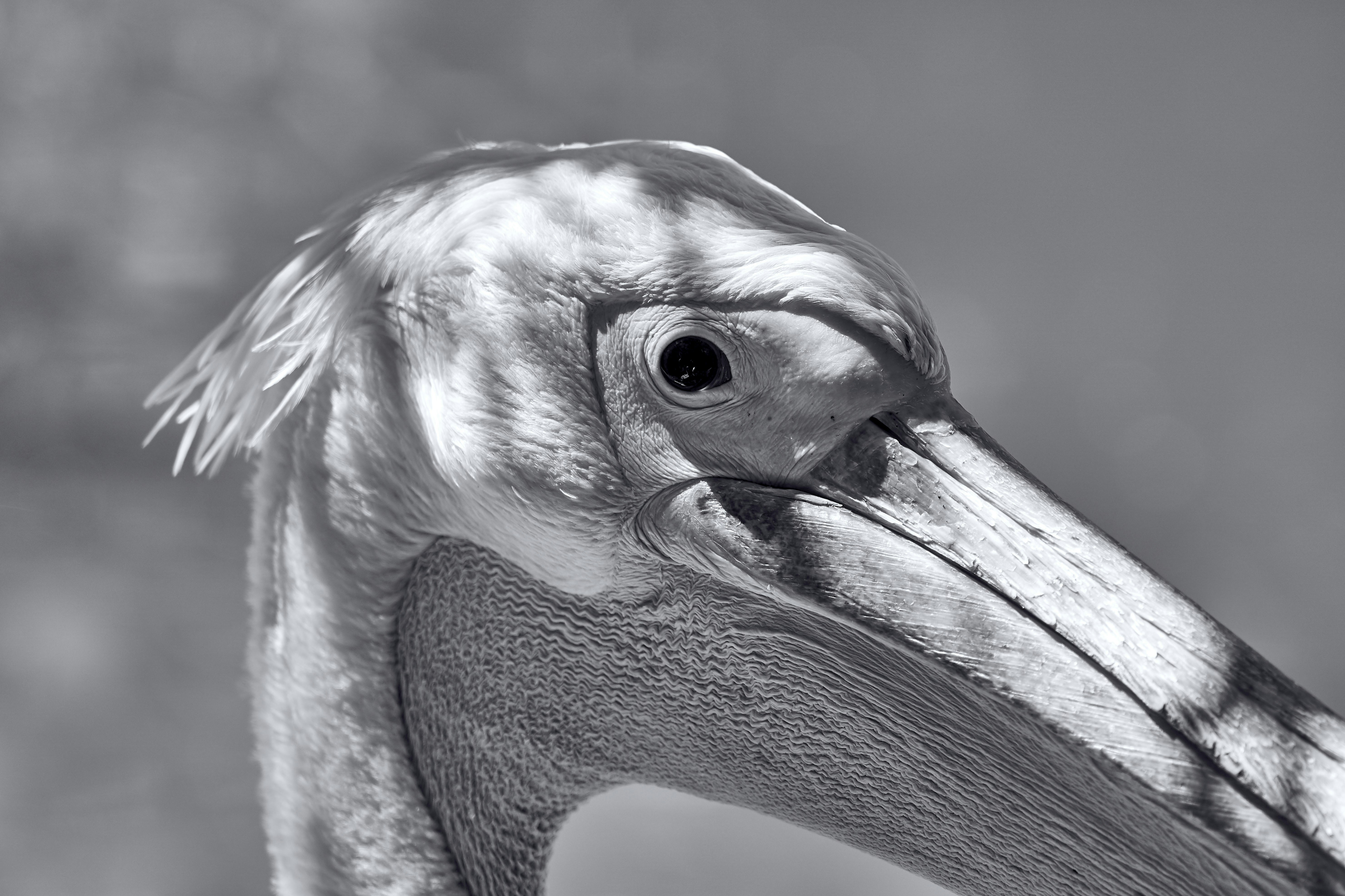 a close up of a bird's head with a sky background